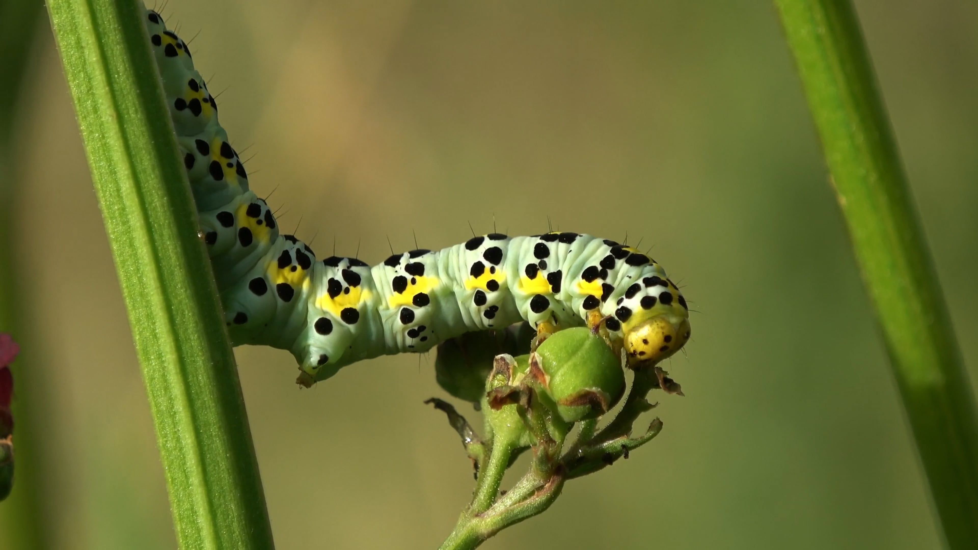 Close up View of a Caterpillar Eating a Plant Free Stock Video Footage ...