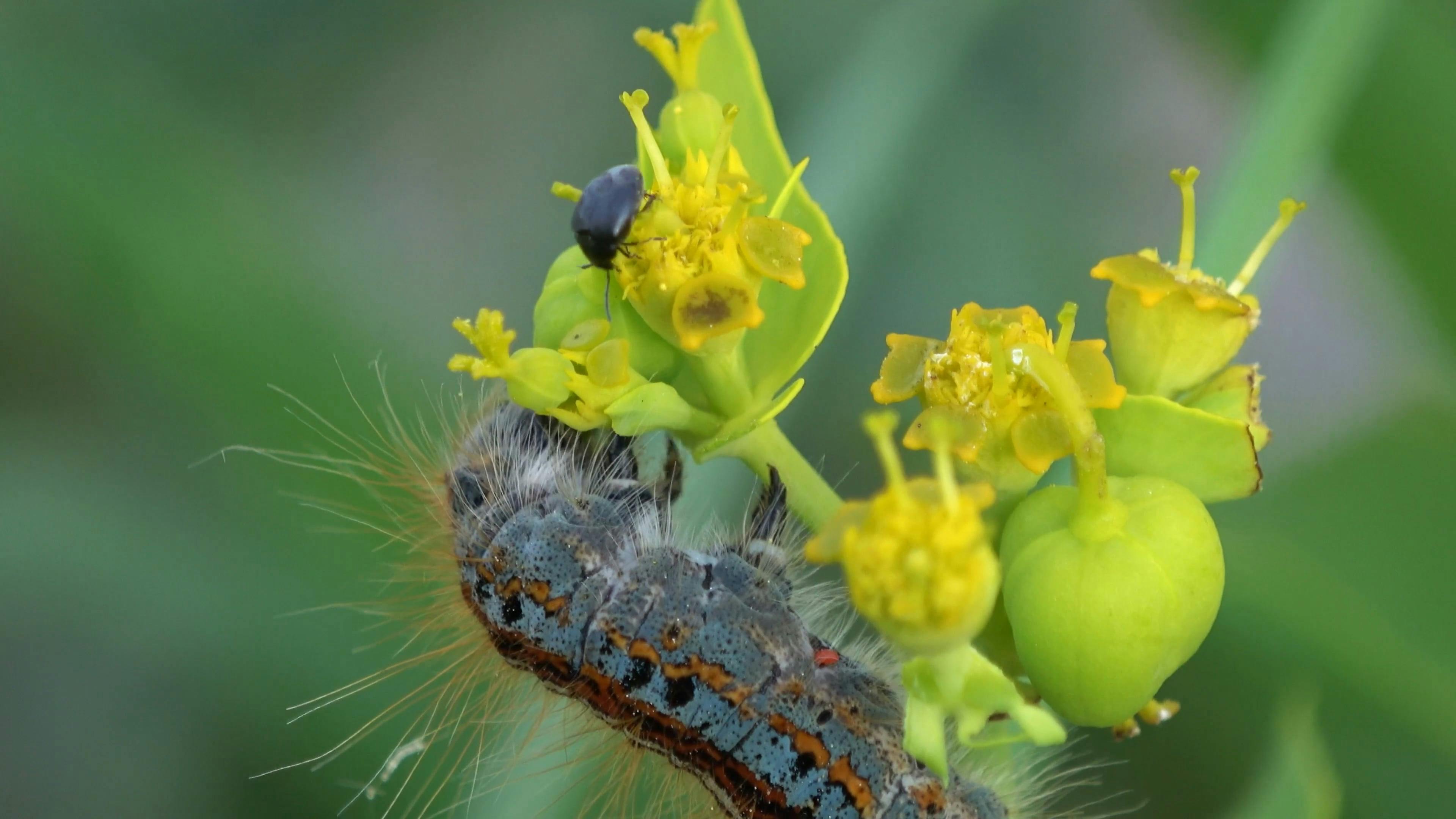 Butterfly Worm Videos, Download The BEST Free 4k Stock Video Footage ...