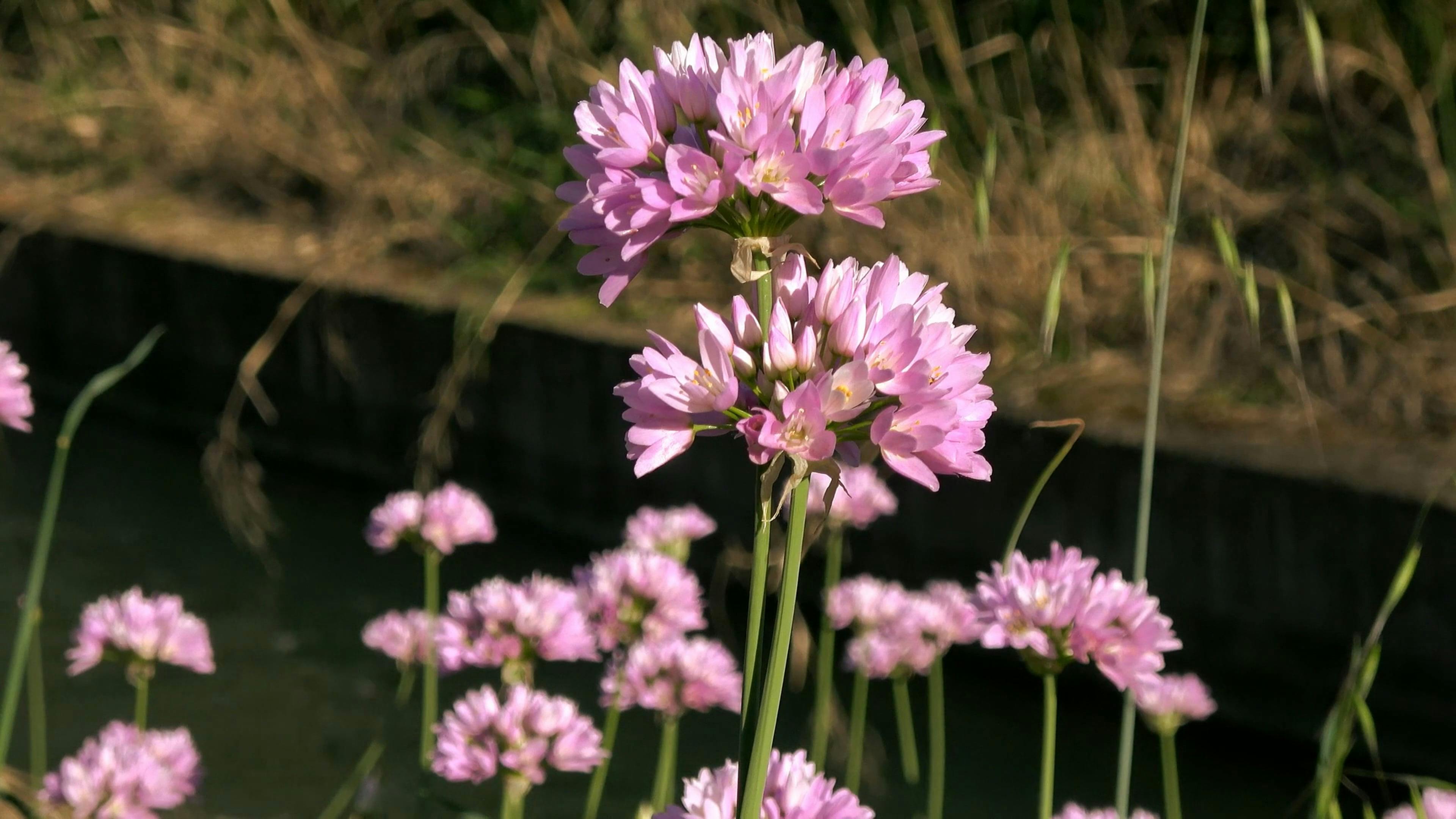 flor del ajo Free Stock Video Footage, Royalty-Free 4K & HD Video Clip