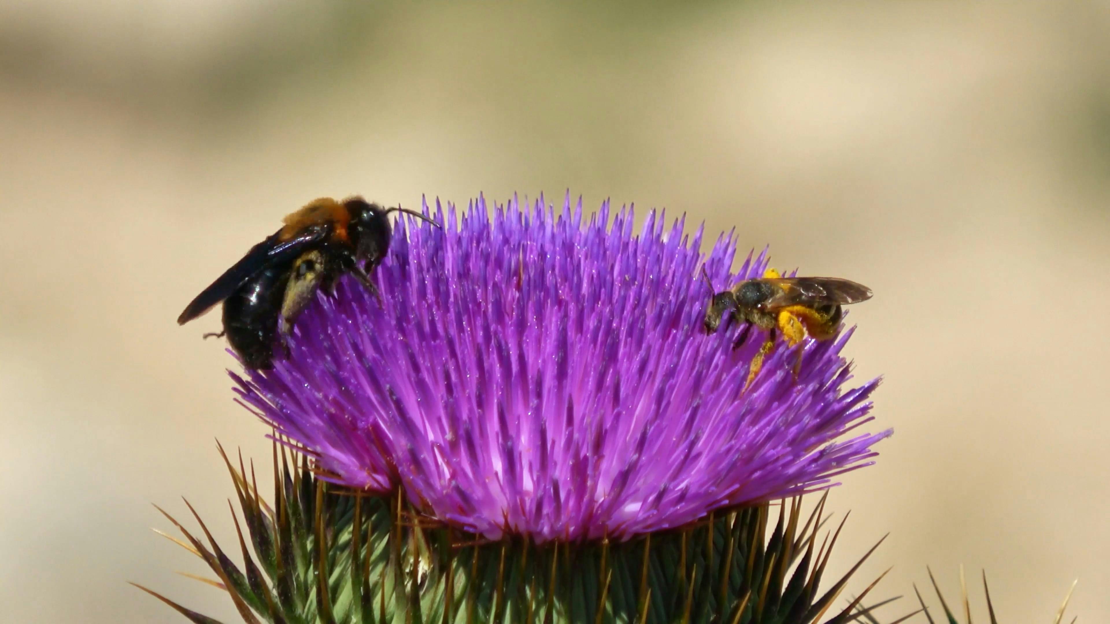 Bee Pollinating Small Yellow Flower Free Stock Video Footage, Royalty ...