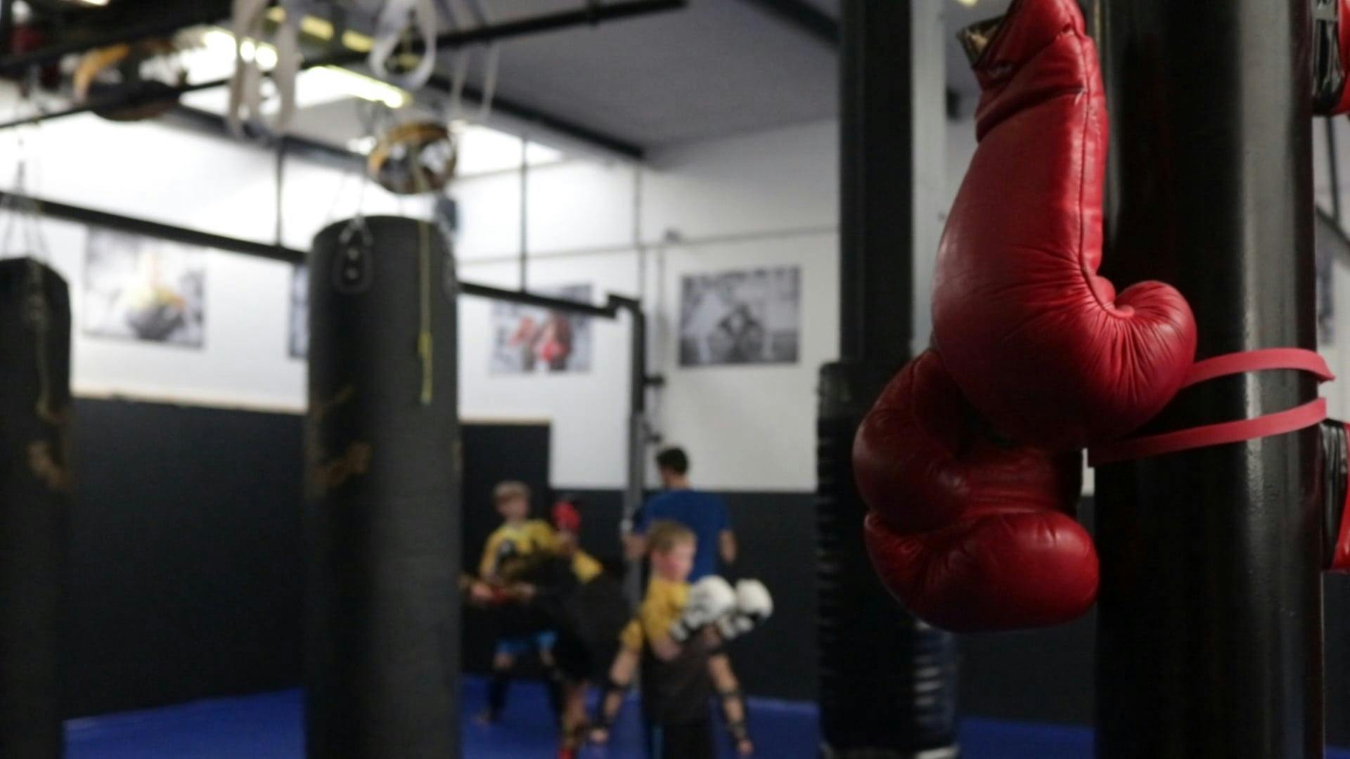 100+ Interesting Boxing Videos Pexels · Free Stock Videos