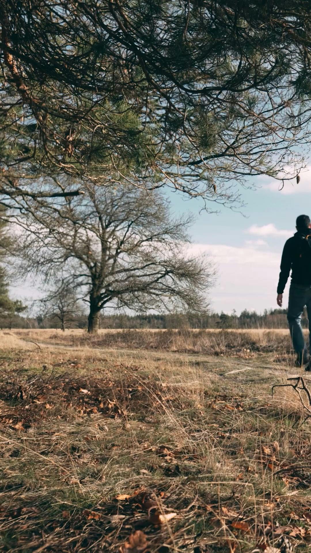 A person walking through a field with trees Free Stock Video Footage ...