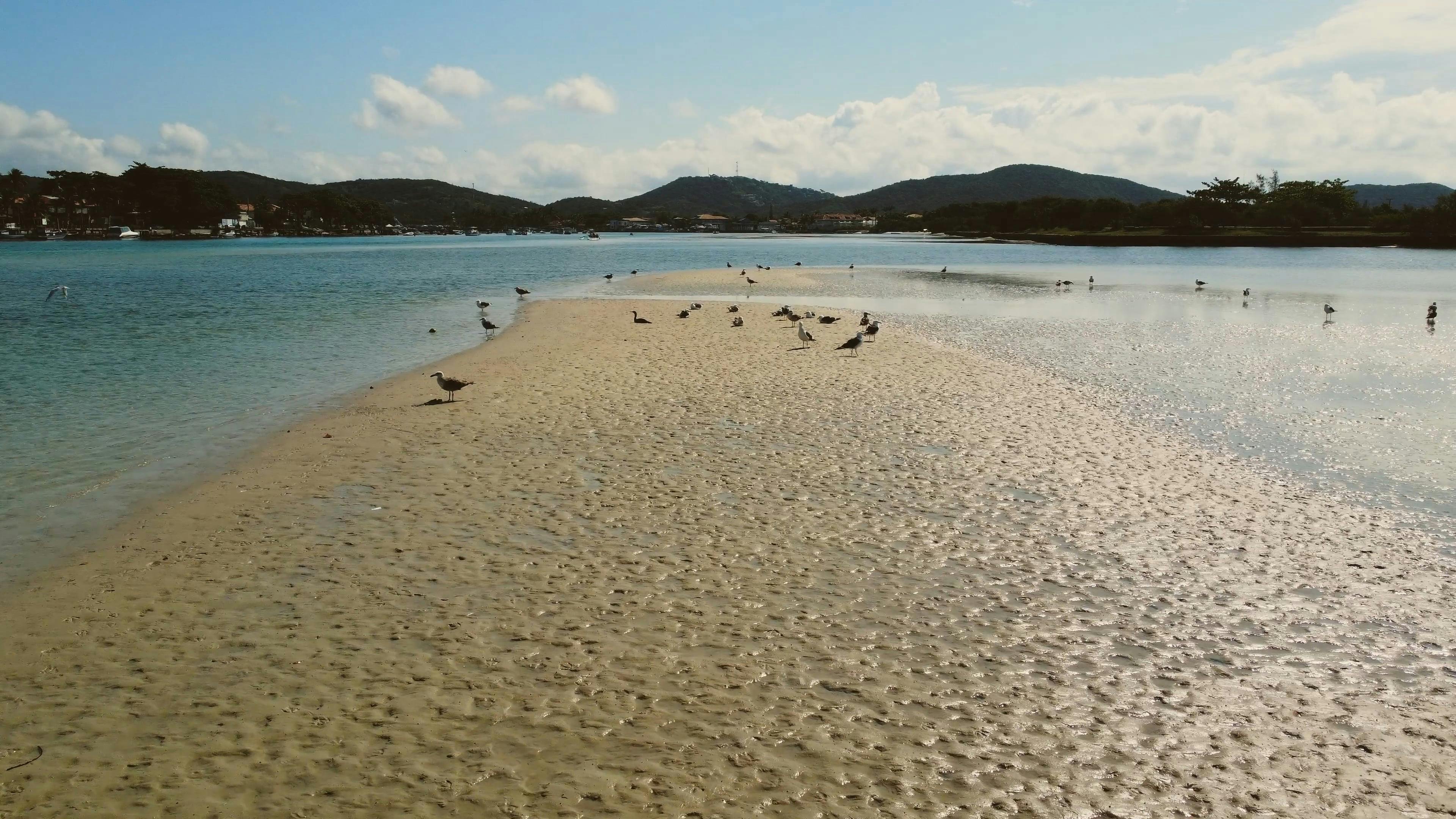 Drone Video of Seagulls on the Beach Free Stock Video Footage, Royalty ...