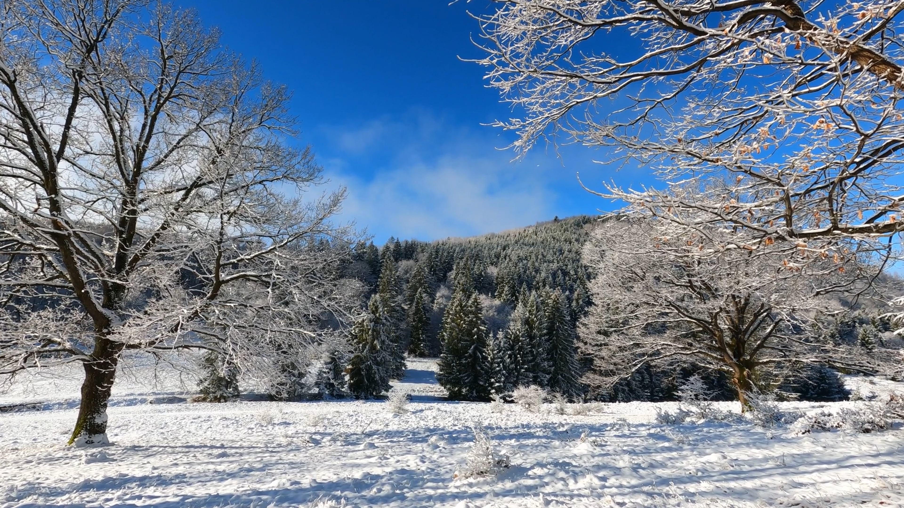Vídeos de stock gratuitos sobre 4 k, al aire libre, alpino, árbol ...