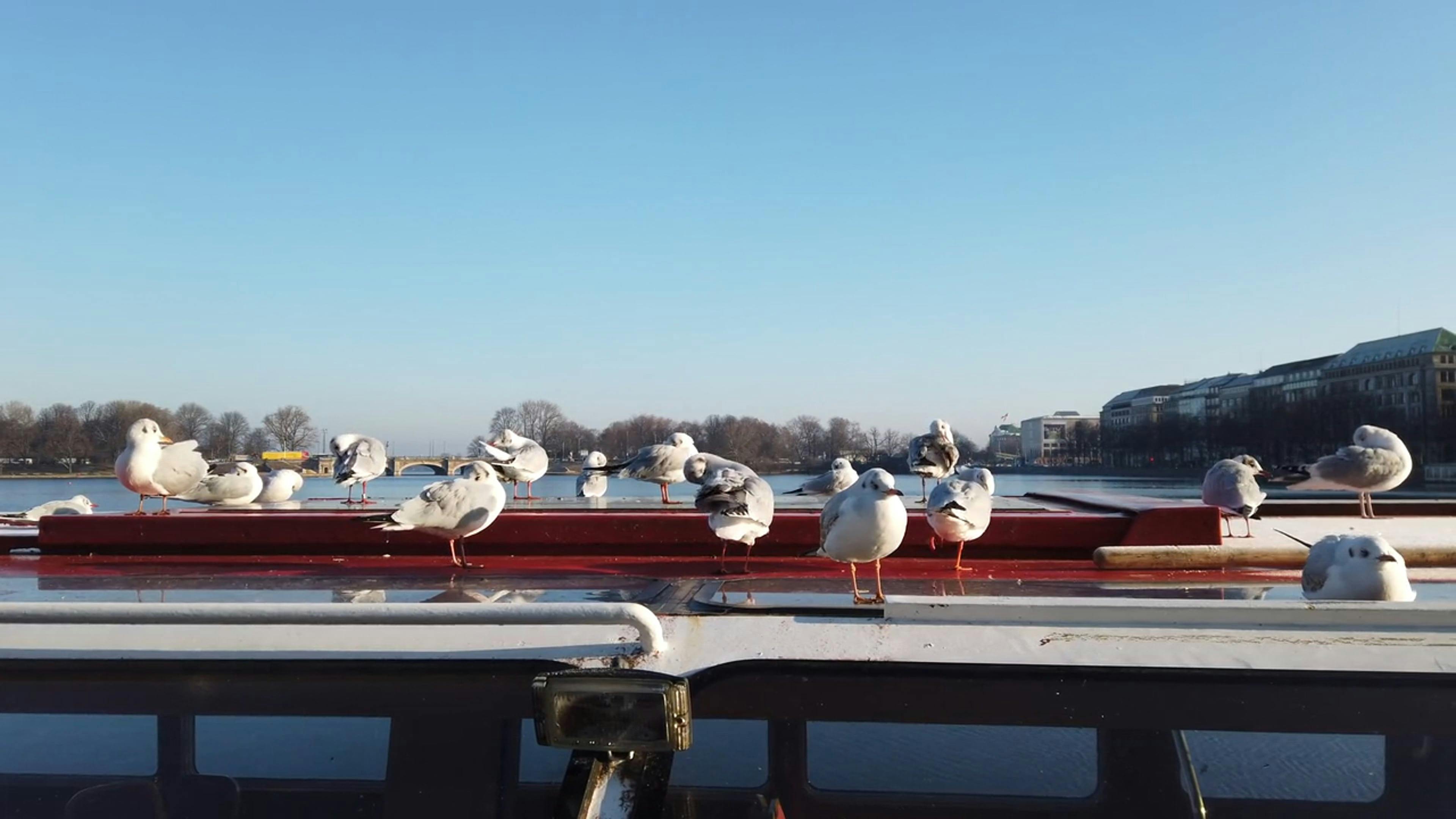 Möwen an der Alster in Hamburg Free Stock Video Footage, Royalty-Free ...