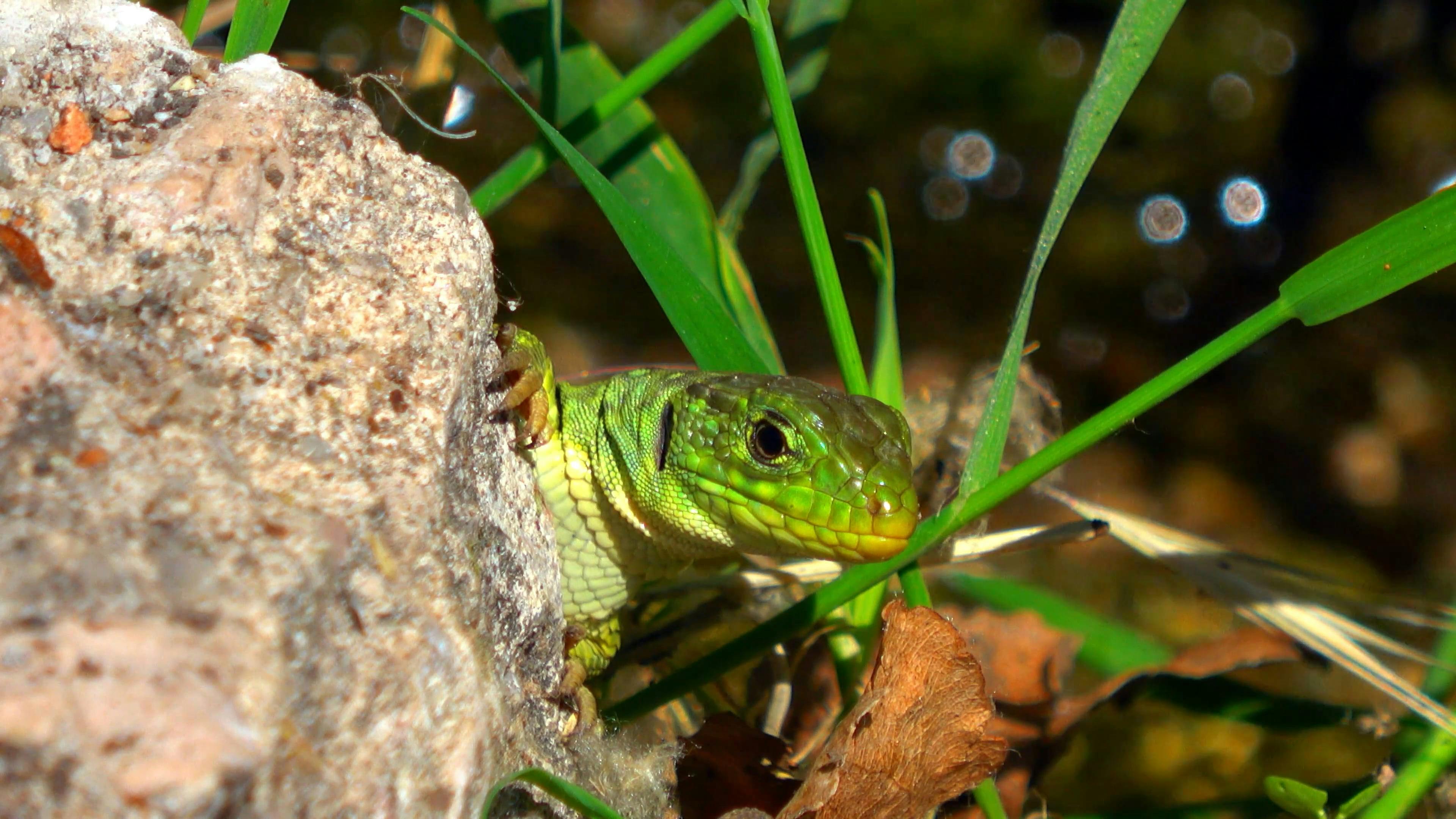 Lagarto, la cara Free Stock Video Footage, Royalty-Free 4K & HD Video Clip