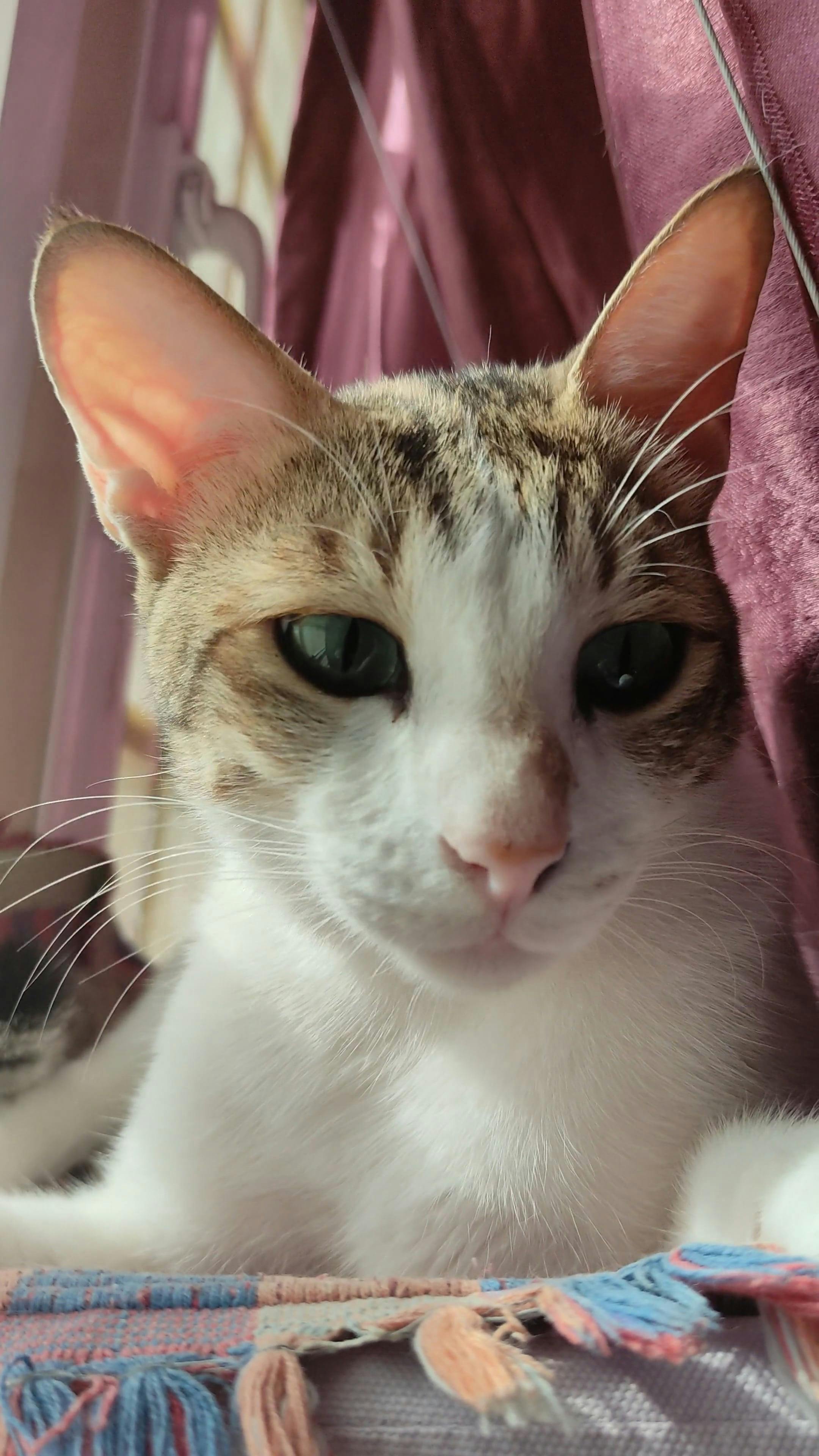 Strectching Cat Videos, Download The BEST Free 4k Stock Video Footage ...