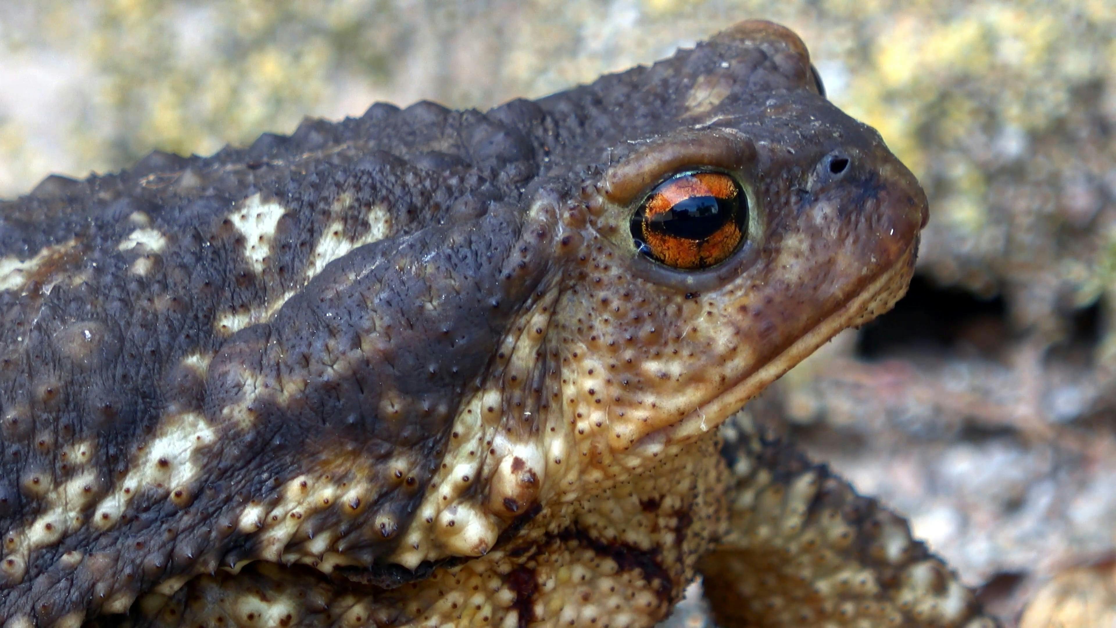 Vídeos de stock gratuitos sobre @al aire libre, acuático, anfibio ...