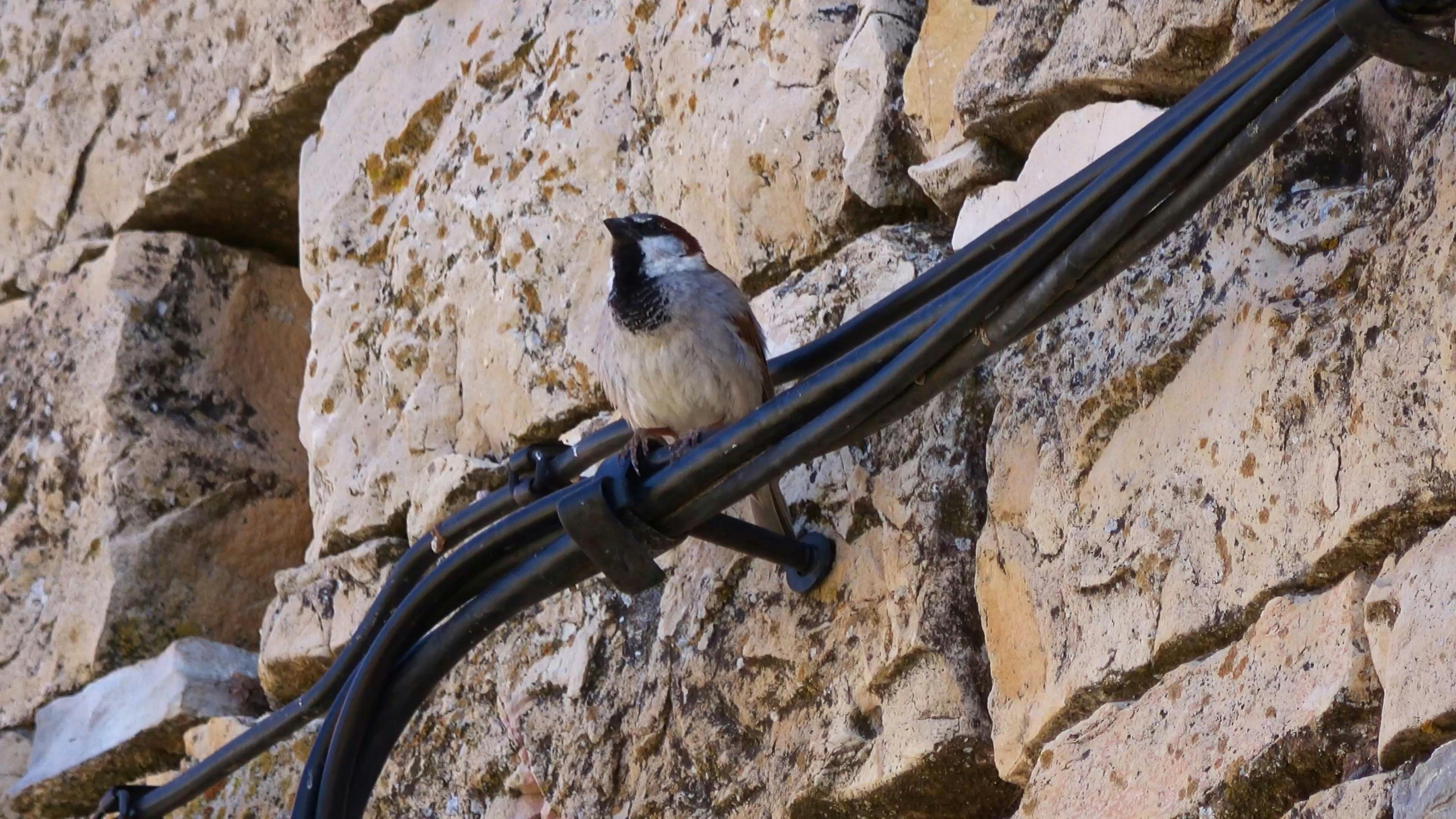 Gorrión macho canta Free Stock Video Footage, Royalty-Free 4K & HD ...