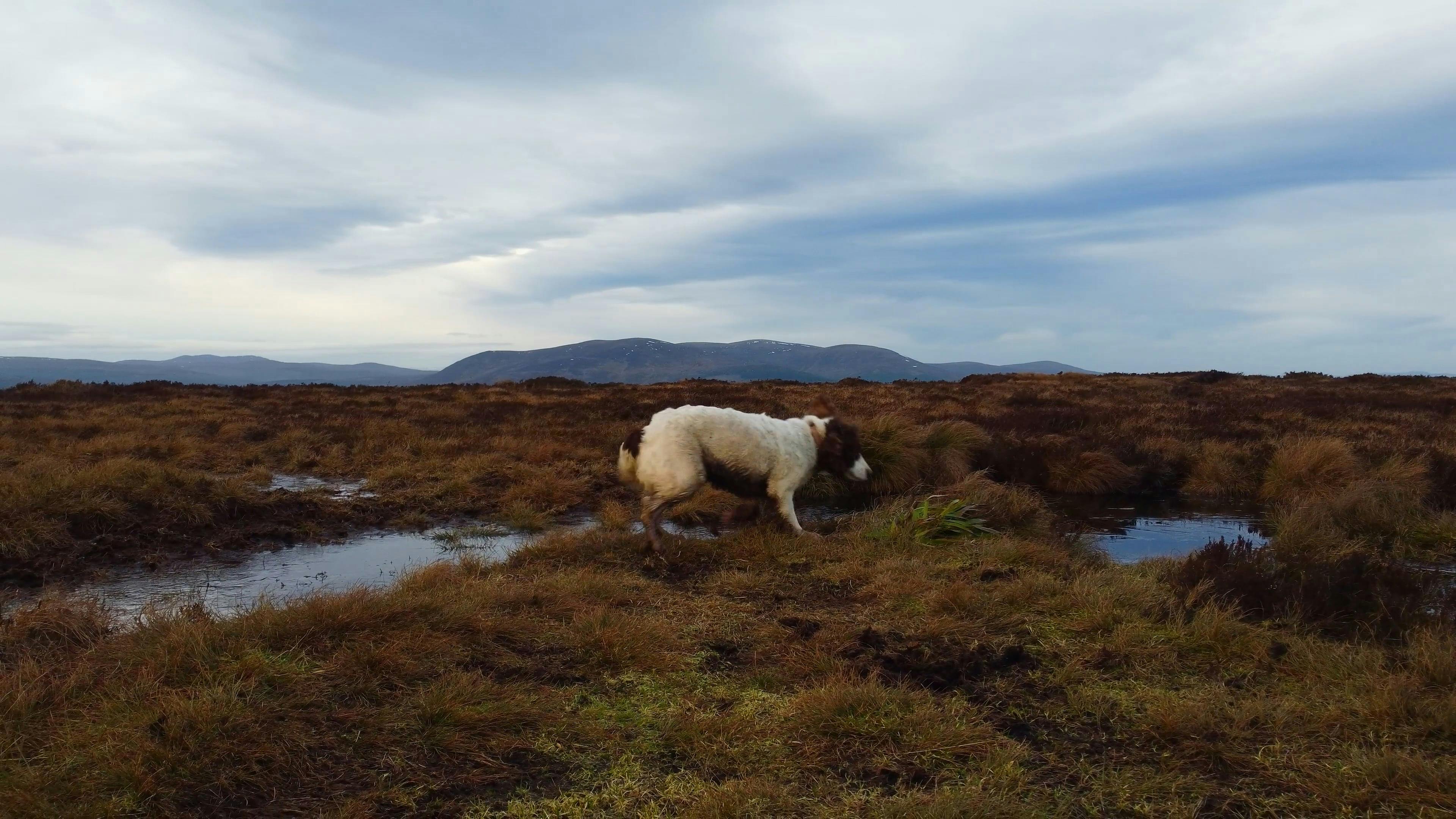 Bog Videos, Download The BEST Free 4k Stock Video Footage & Bog HD ...