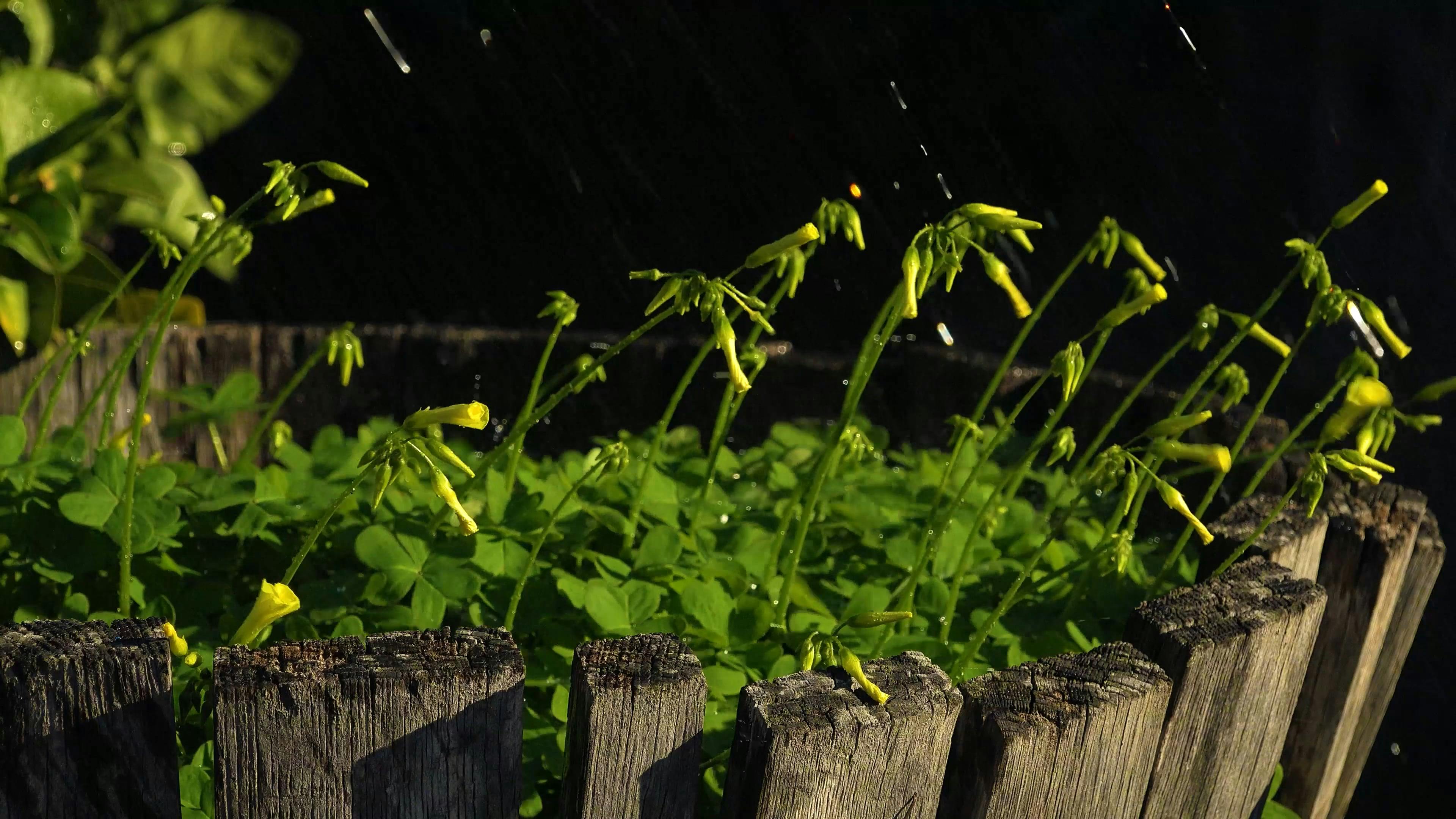 Clover Plant Growing on a Tree Root Free Stock Video Footage, Royalty ...