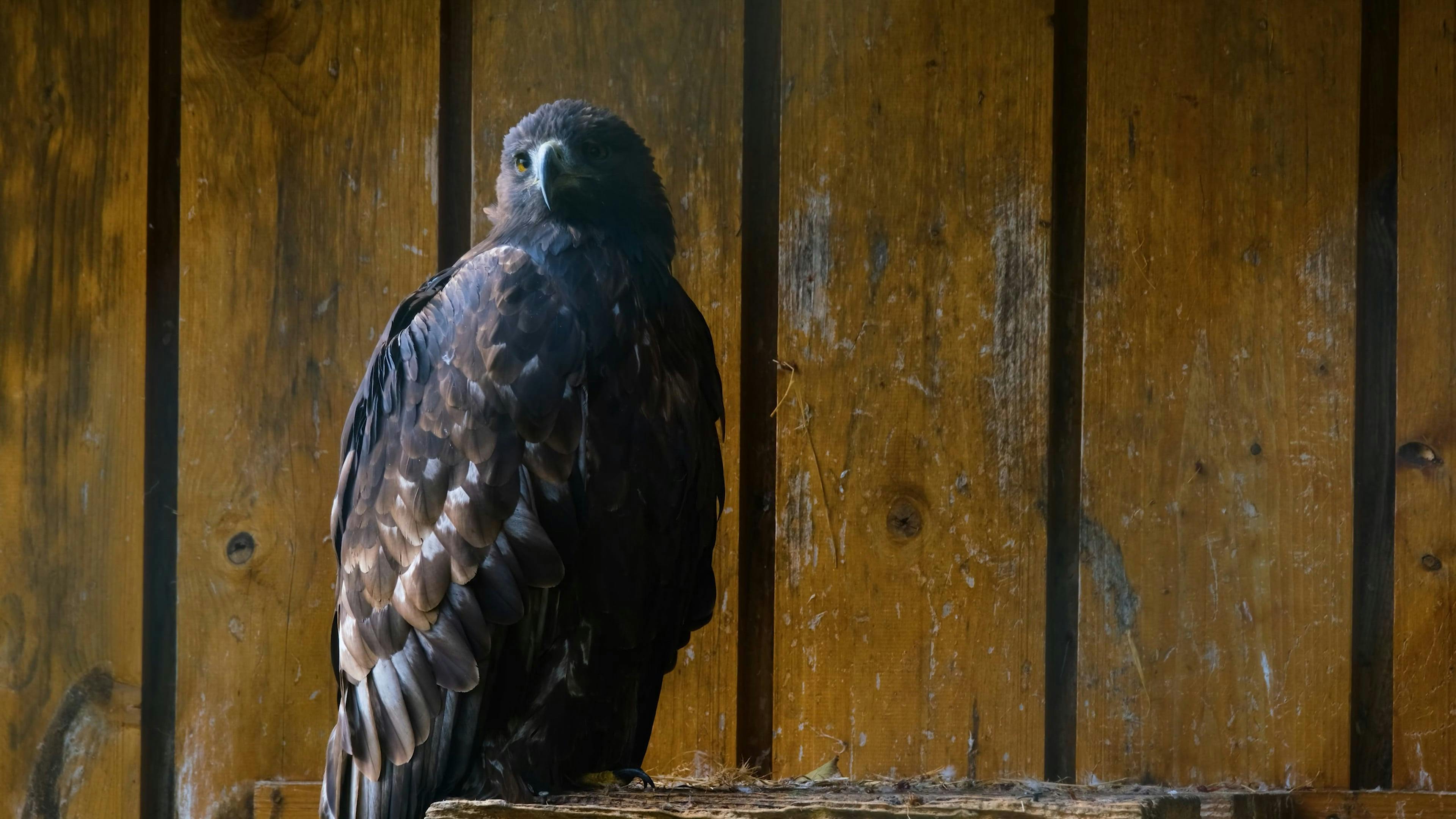 Aquila De Bengala Videos, Download The BEST Free 4k Stock Video Footage ...