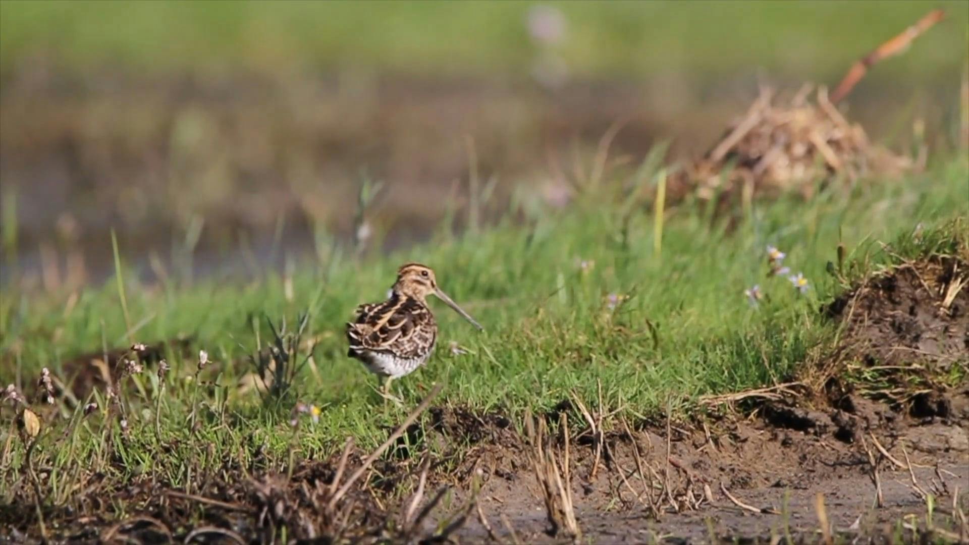 Bird Walking On The Grass · Free Stock Video