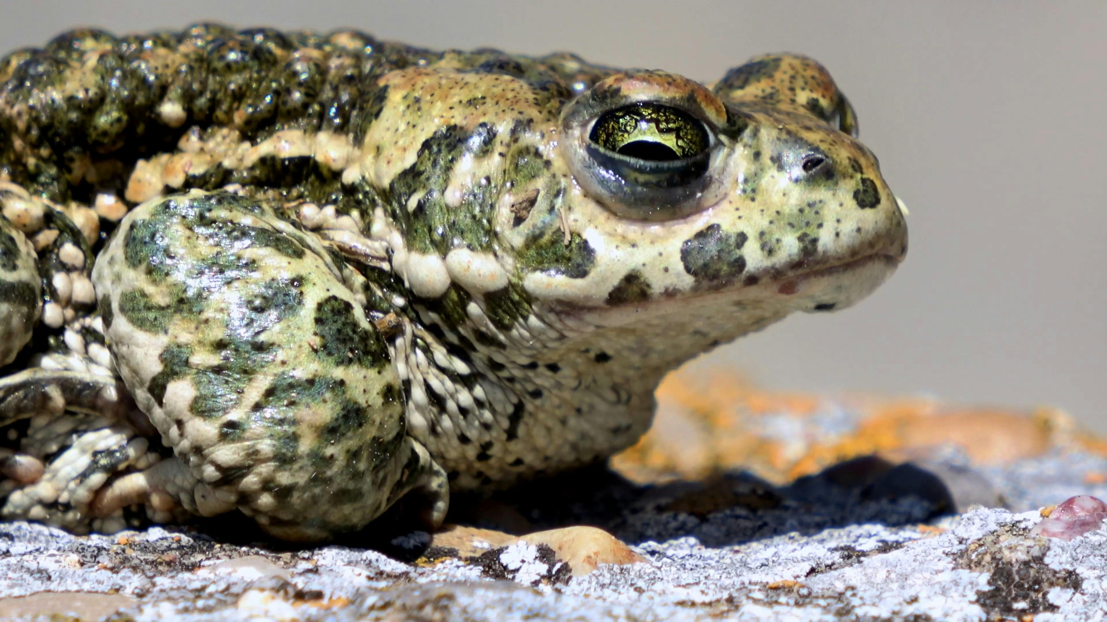 Close up View of a Natterjack Toad on a Rock Free Stock Video Footage ...