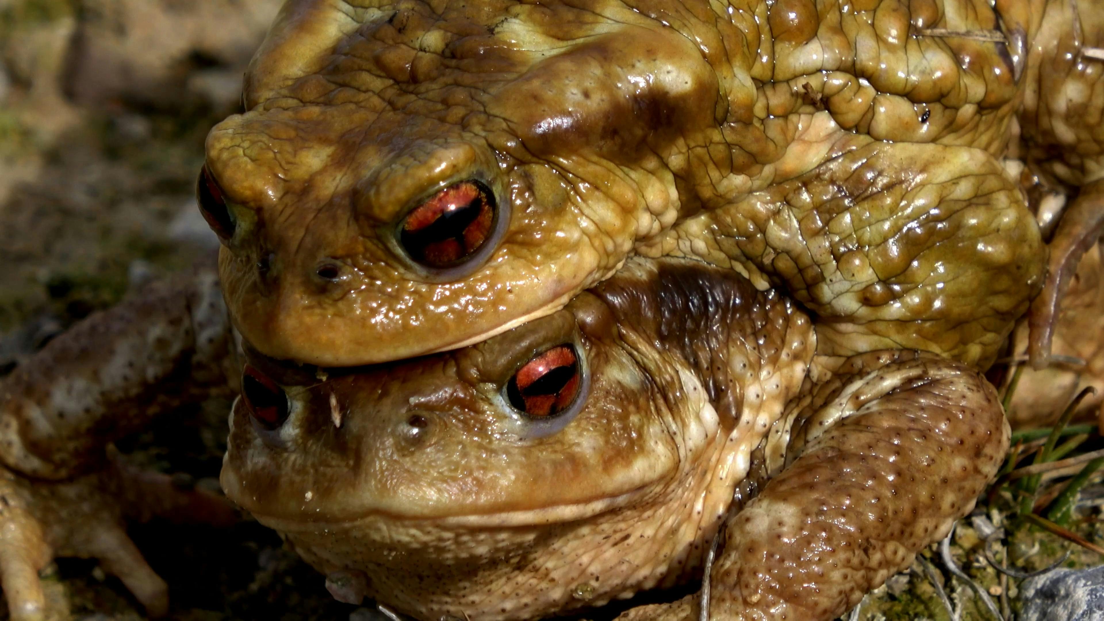 Toad Videos, Download The BEST Free 4k Stock Video Footage & Toad HD ...