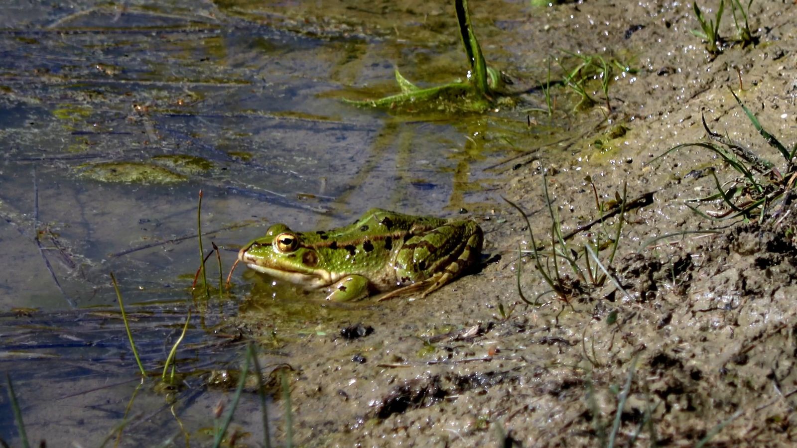Sad Frog Videos, Download The BEST Free 4k Stock Video Footage & Sad ...