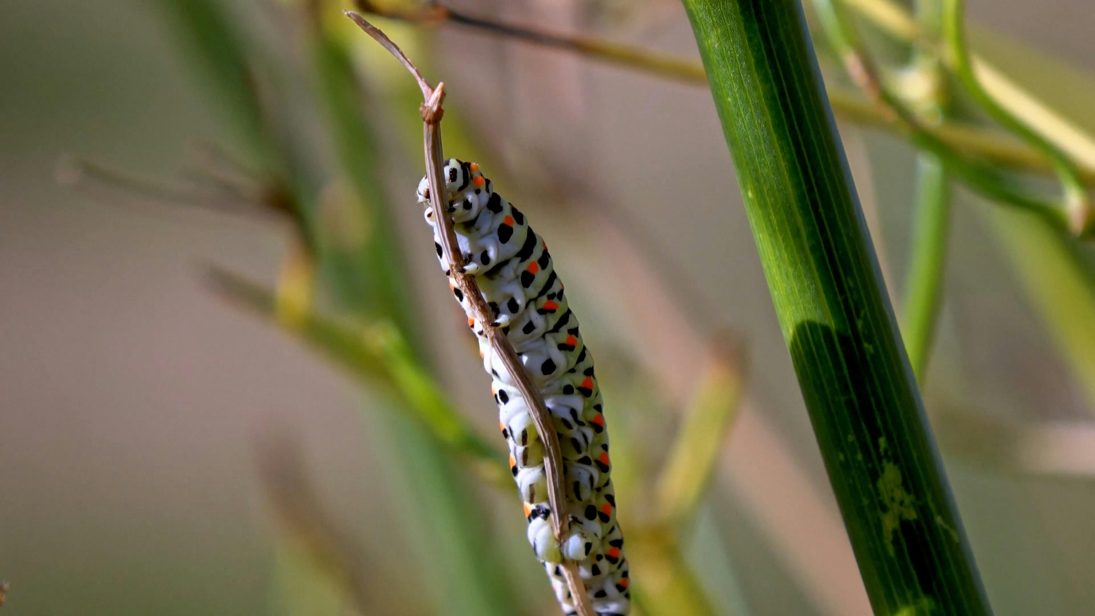 Macro Footage Of A Colorful Caterpillar Chewing On A Stem Free Stock ...