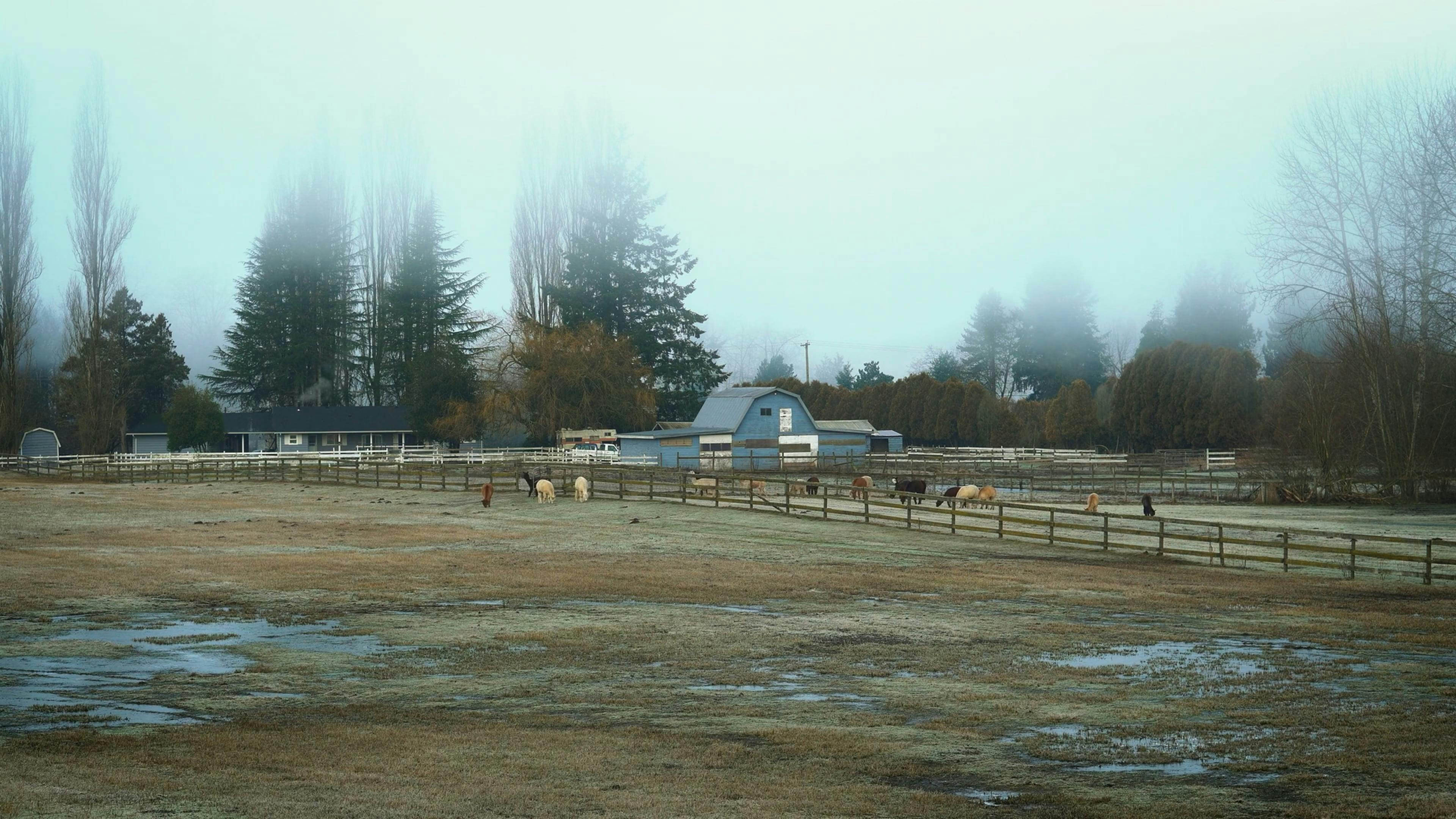Time Lapse of Farm Animals Grazing on a Foggy Morning Free Stock Video ...
