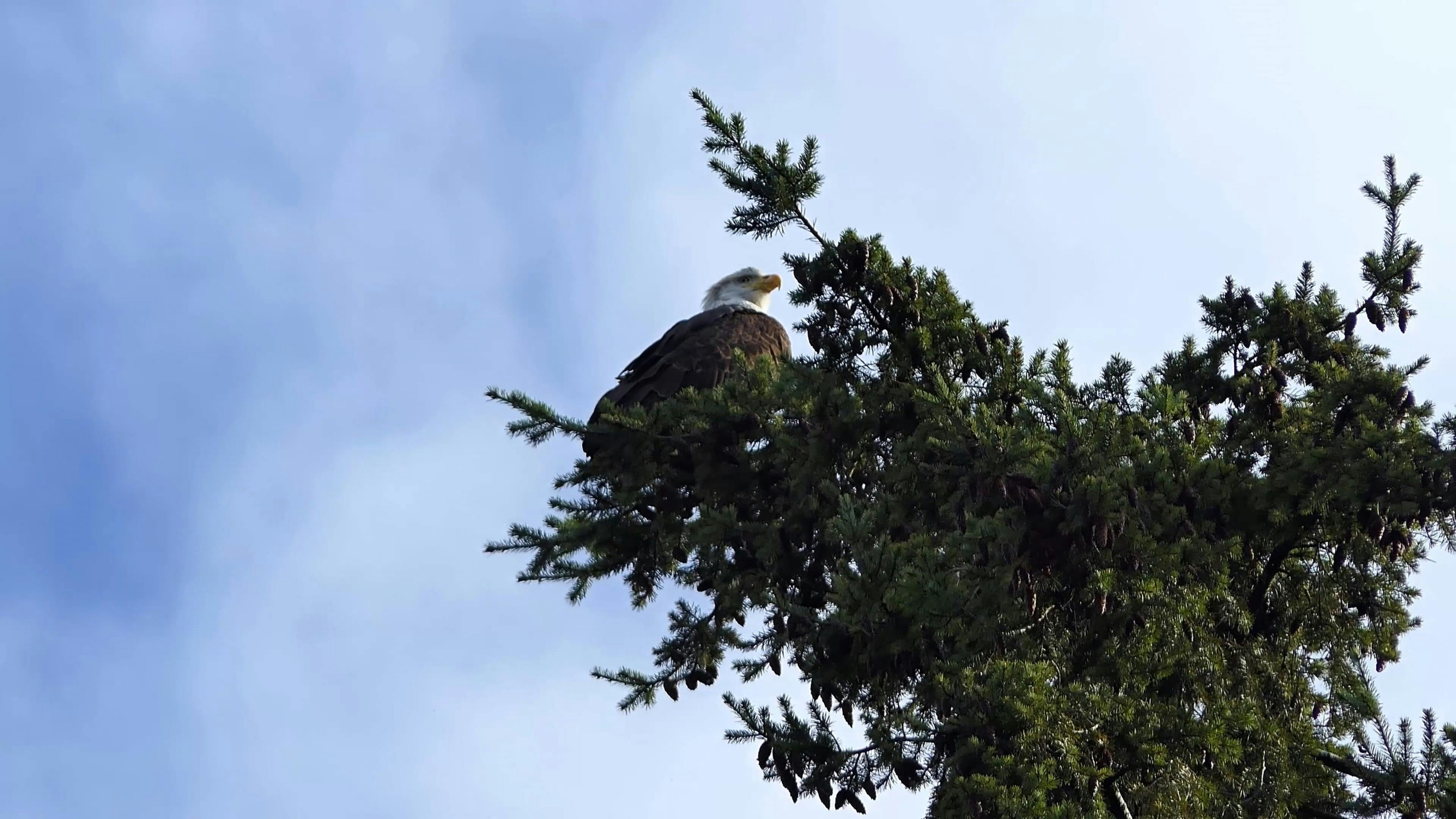 Bird Flying Freely Free Stock Video Footage, Royalty-Free 4K & HD Video ...