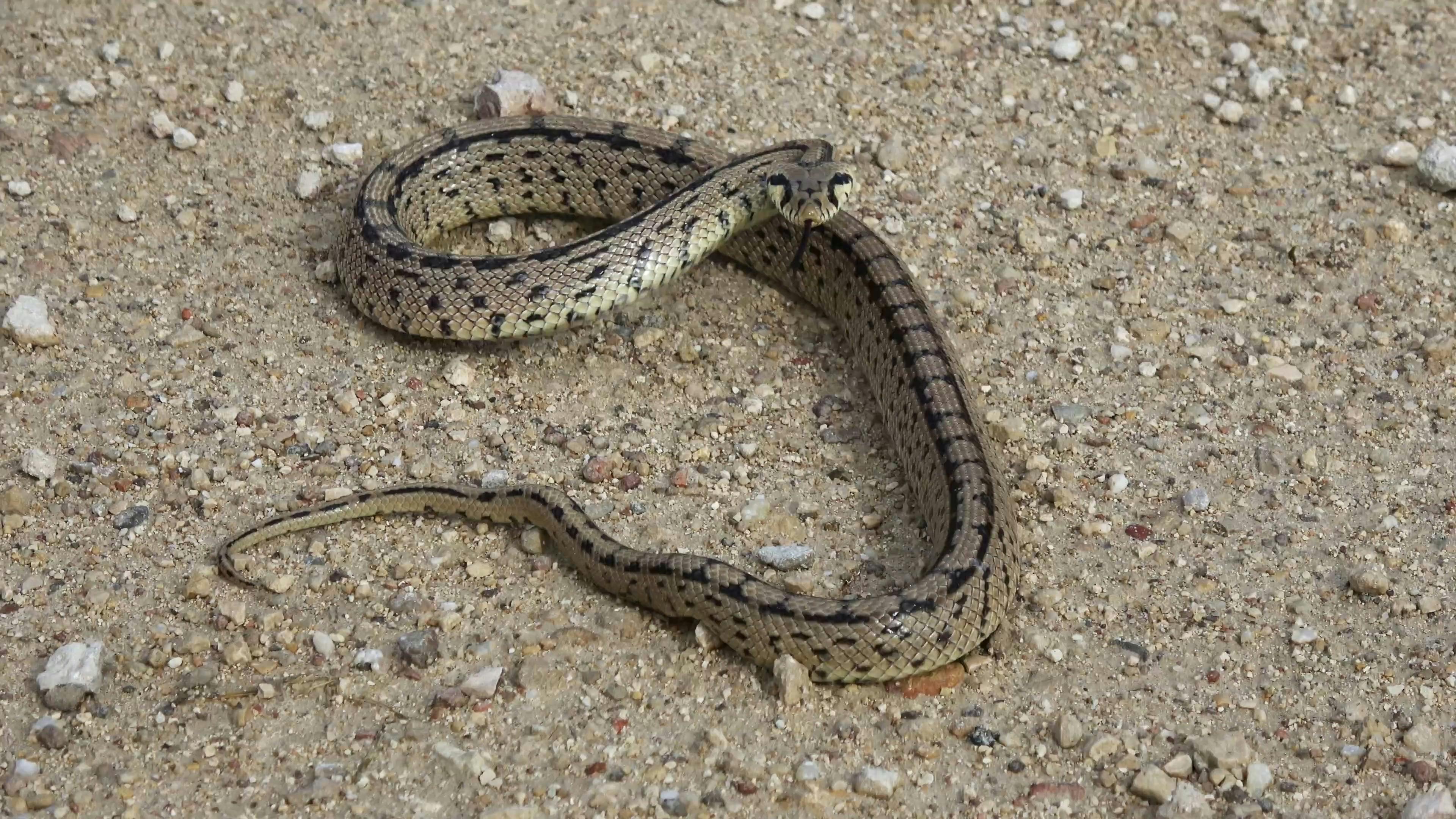 Vídeos de stock gratuitos sobre adaptación animal, al aire libre ...