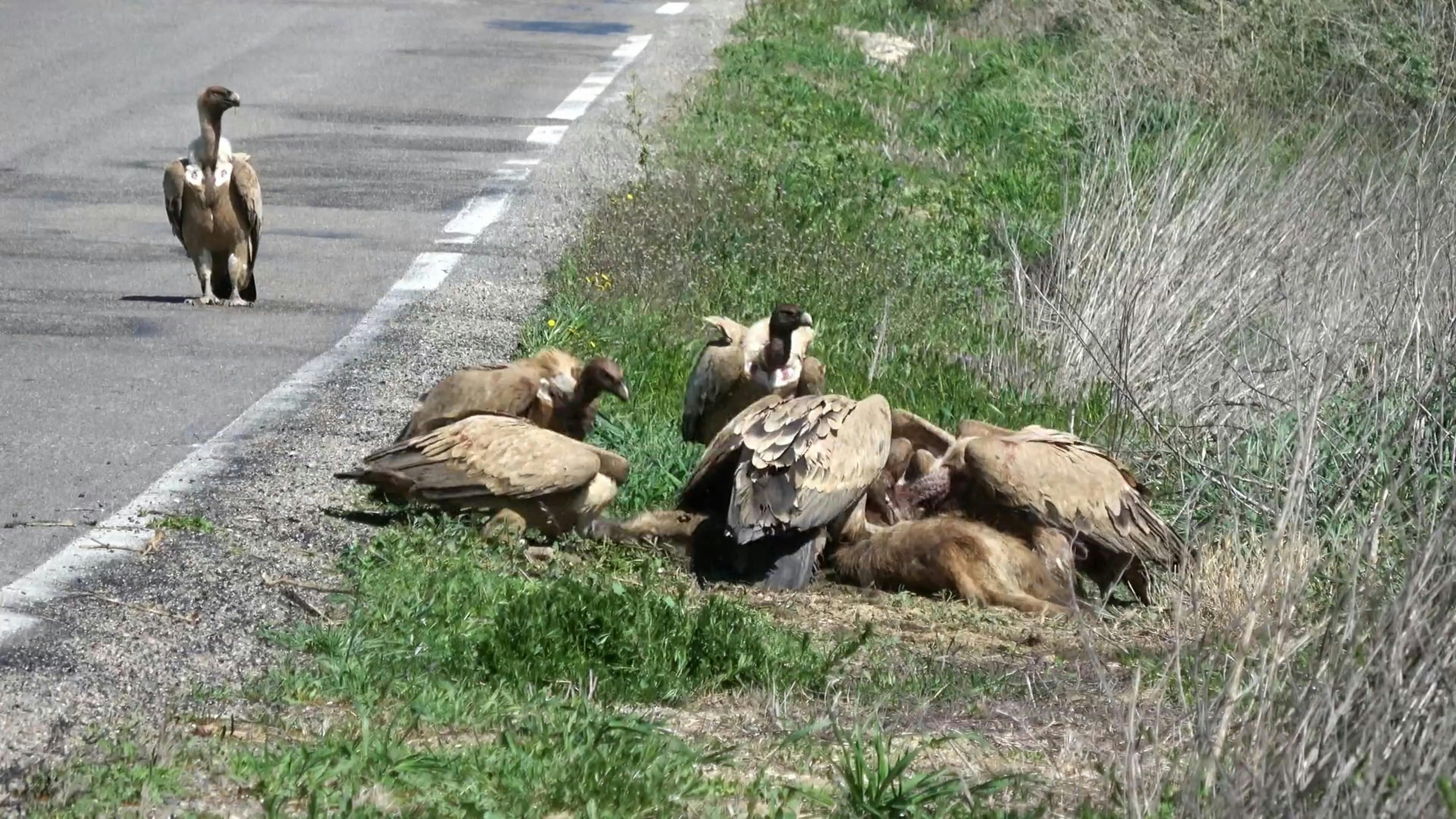 Vídeos de stock gratuitos sobre acera, agrupamiento, águila dorada ...