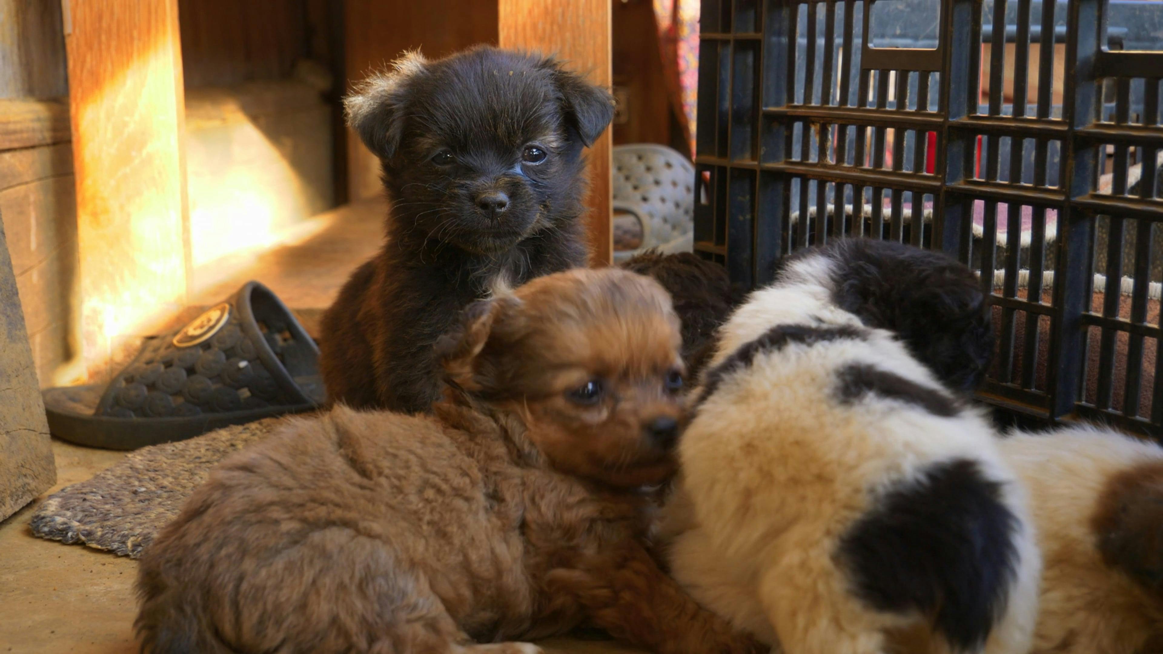 Fuzzy Puppies Videos, Download The BEST Free 4k Stock Video Footage ...