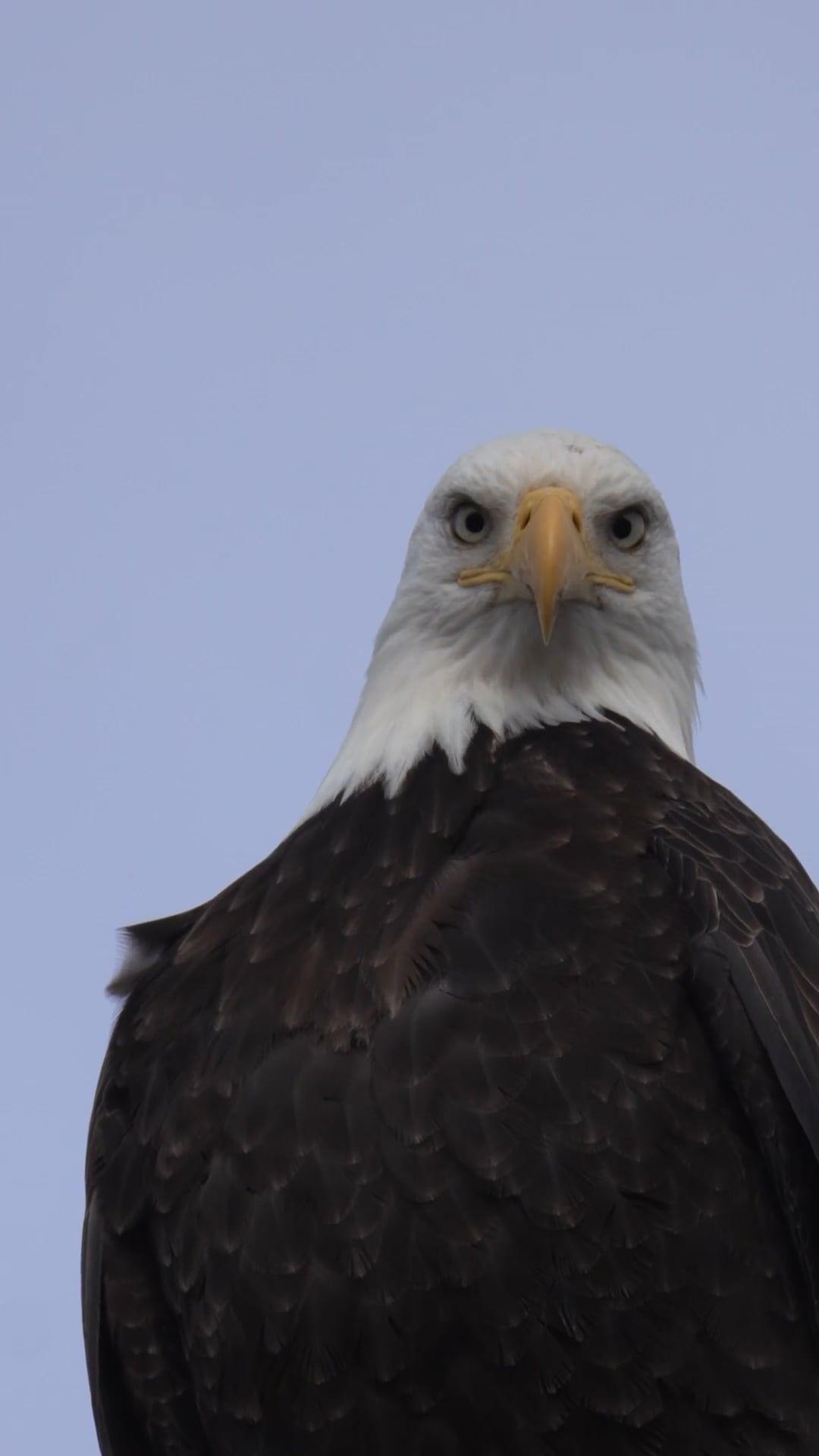 Bald Eagle Soaring Videos, Download The BEST Free 4k Stock Video ...
