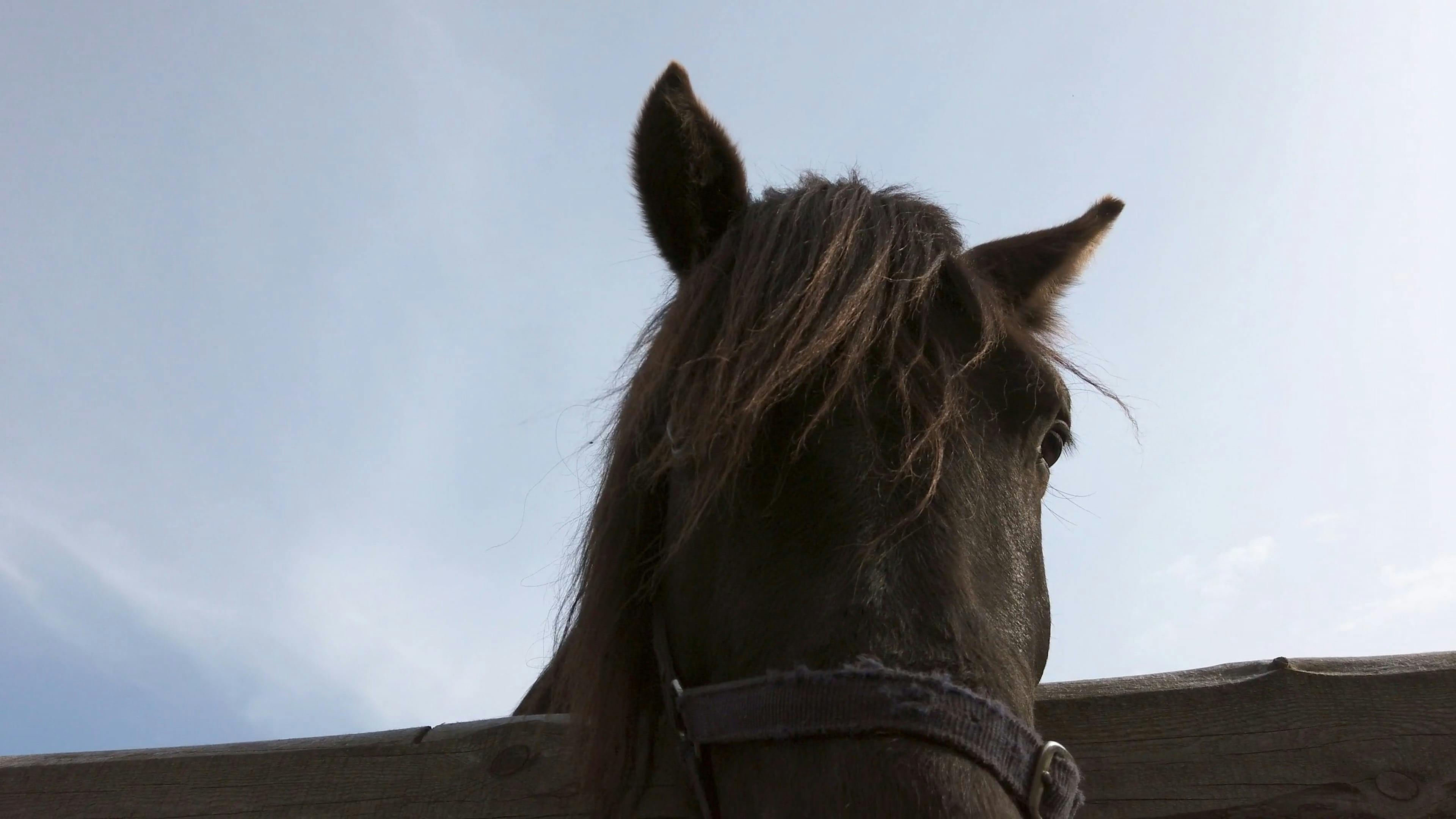 Face Farm Ranch Videos, Download The BEST Free 4k Stock Video Footage ...