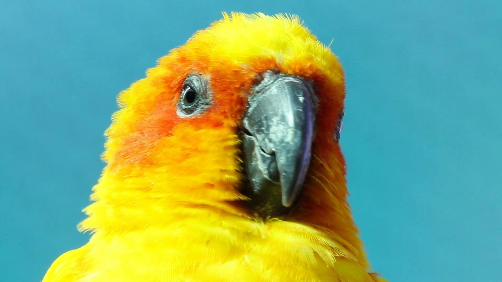 Vídeos de stock gratuitos sobre amante de la naturaleza, amarillo, amor ...