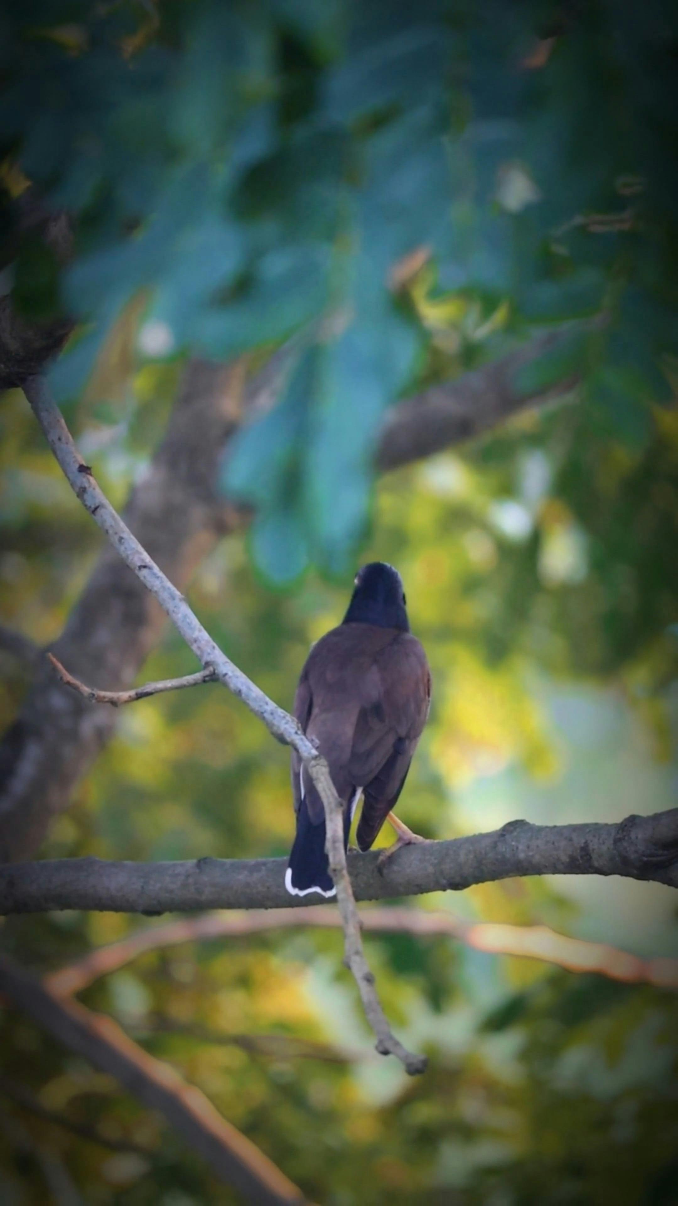 A Common Myna Preening its Feathers while Perched on a Tree Branch Free ...