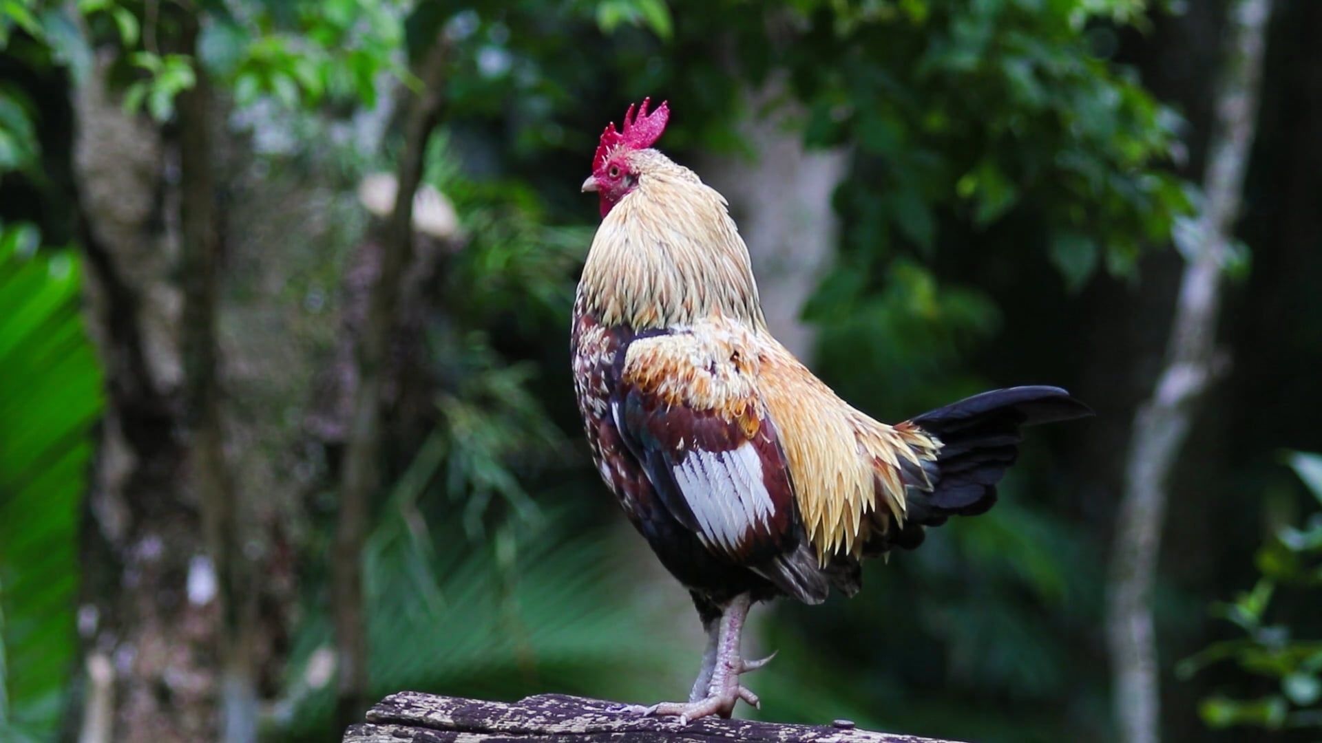 A Rooster Crowing while Standing on a Wood Log Free Stock Video Footage ...
