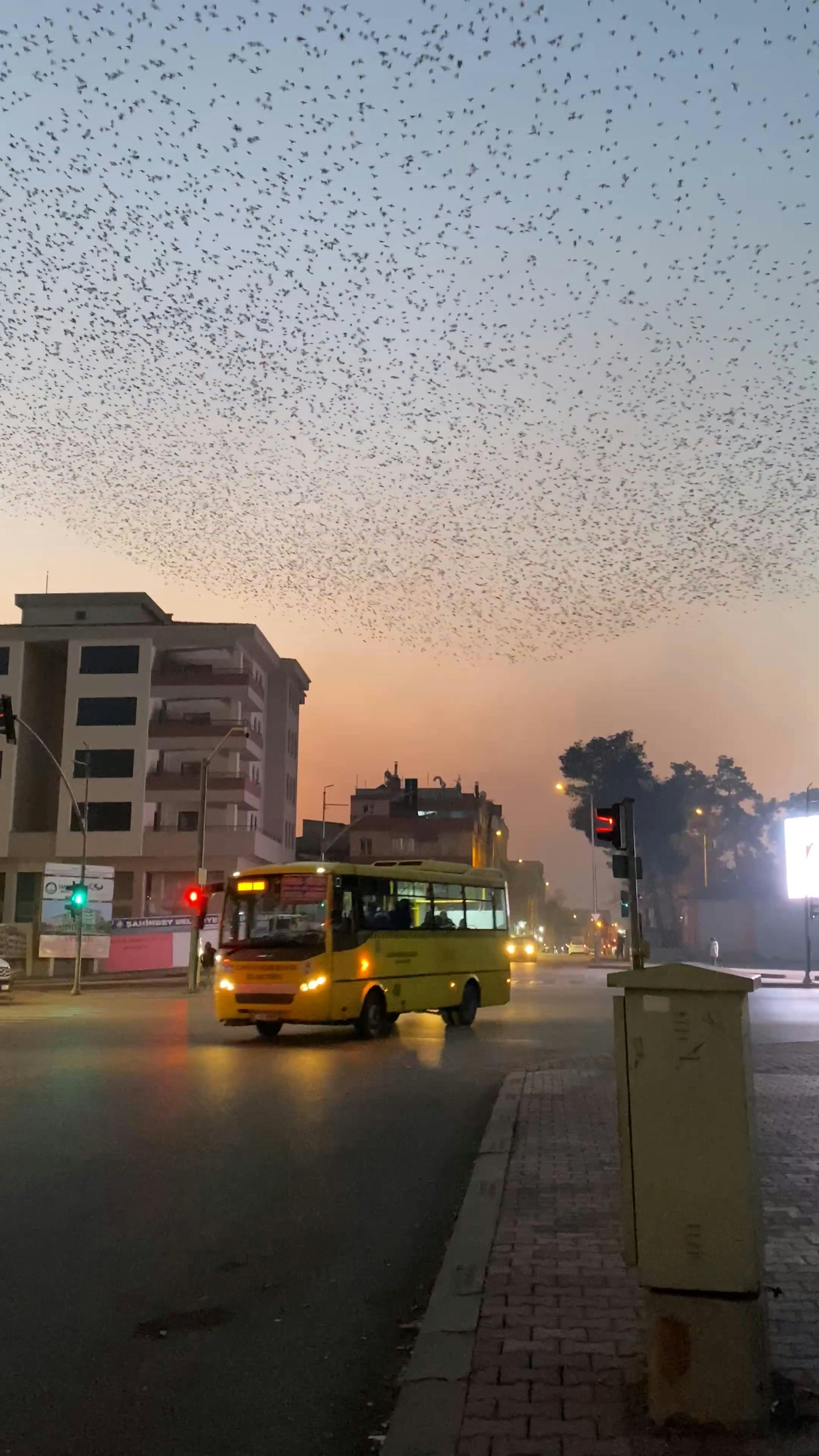 Migration By Bus Videos, Download The BEST Free 4k Stock Video Footage ...