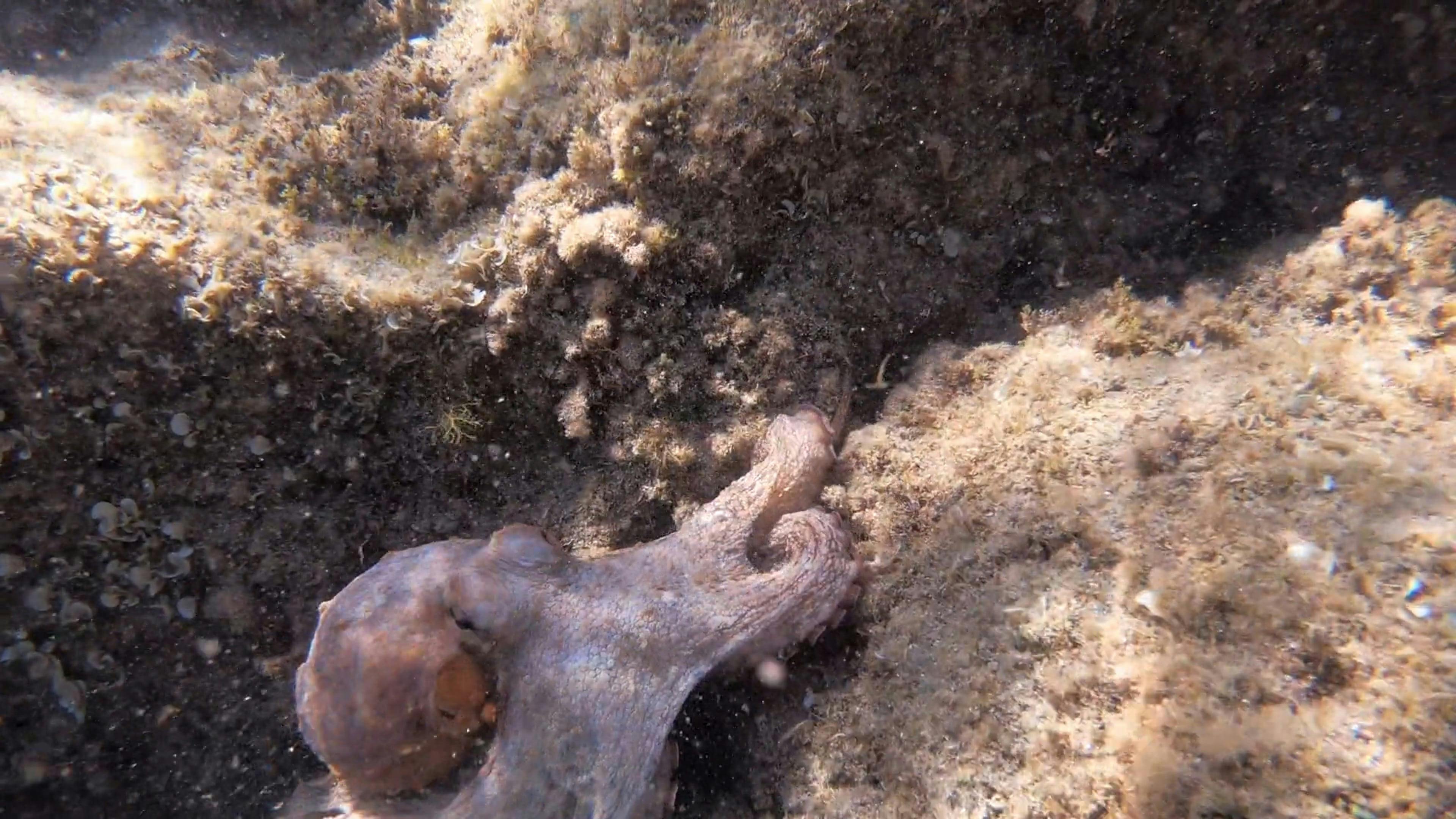 Octopus Aquarium Videos, Download The BEST Free 4k Stock Video Footage ...