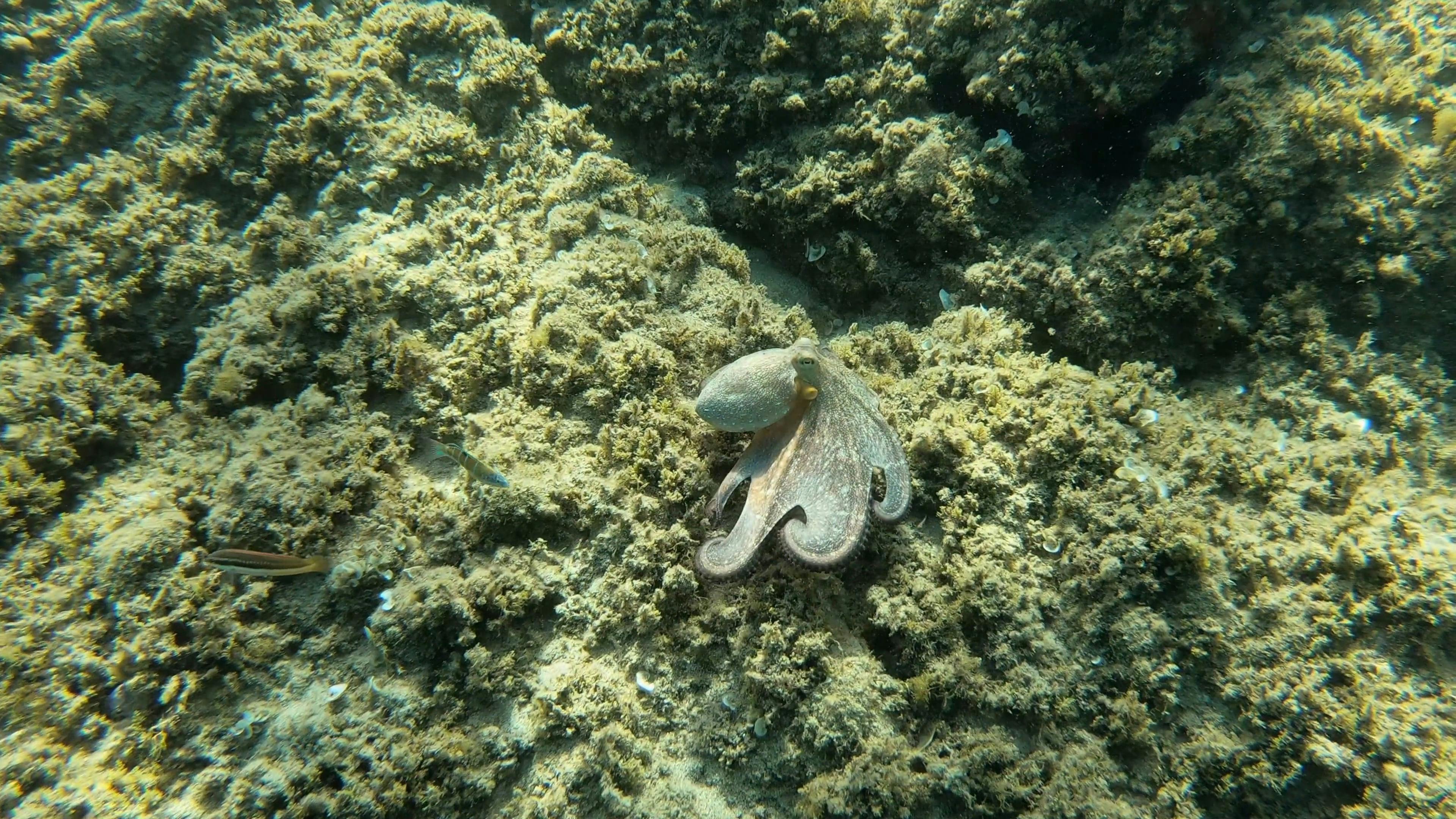 Underwater Footage of an Octopus in a Coral Reef Free Stock Video ...