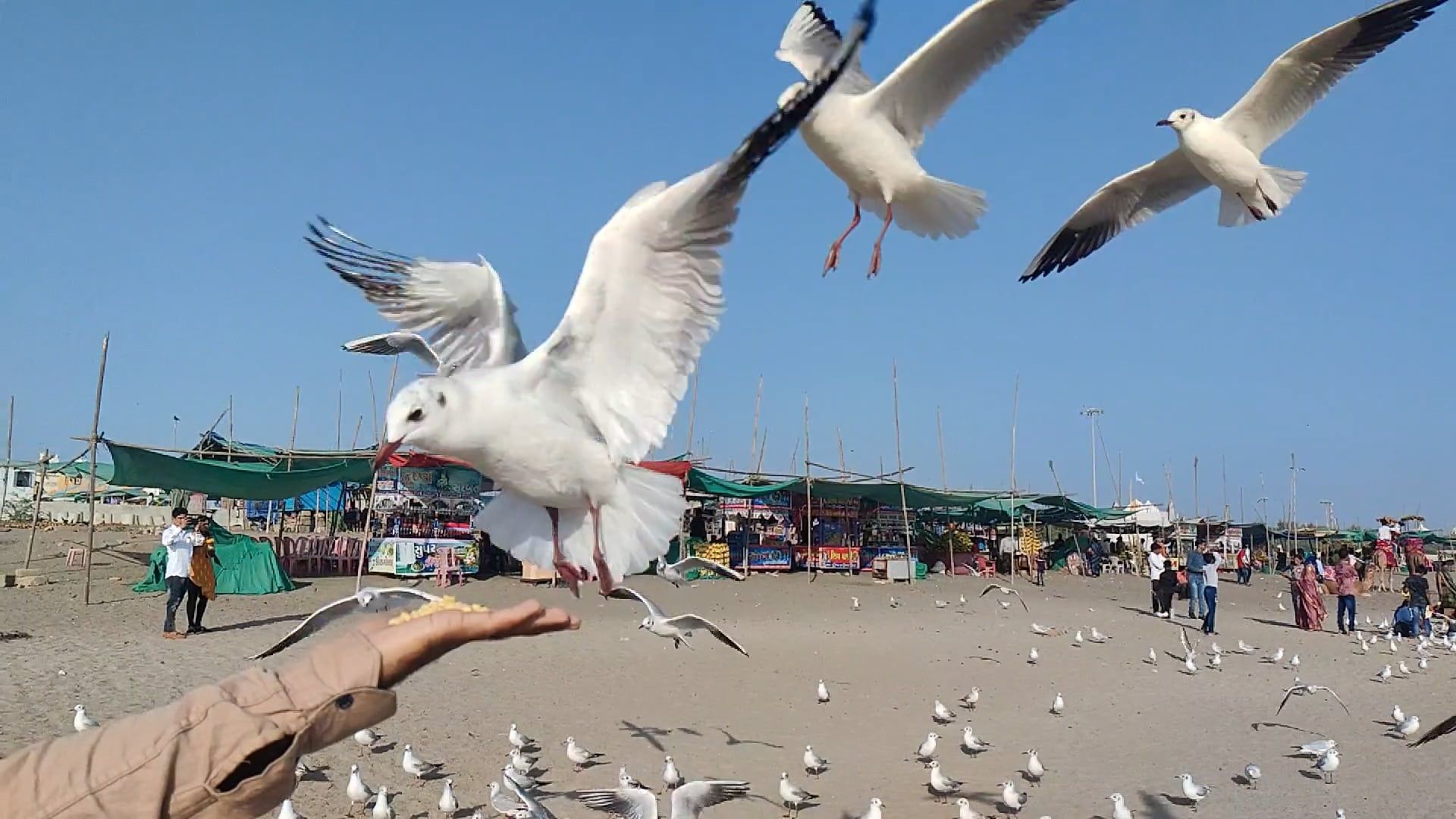 Great gull Free Stock Video Footage, Royalty-Free 4K & HD Video Clip