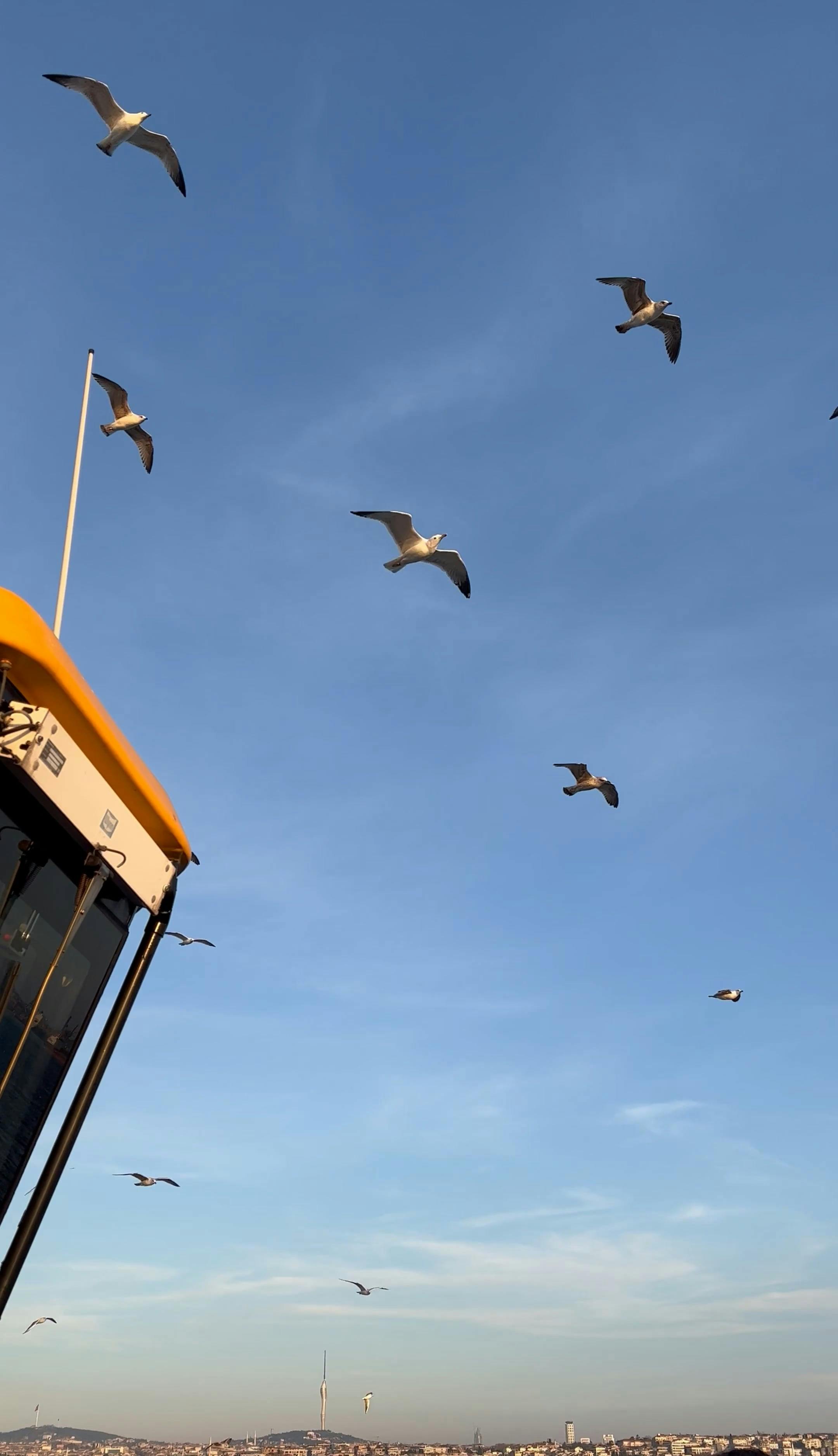 Birds Flying High Videos, Download The BEST Free 4k Stock Video Footage ...