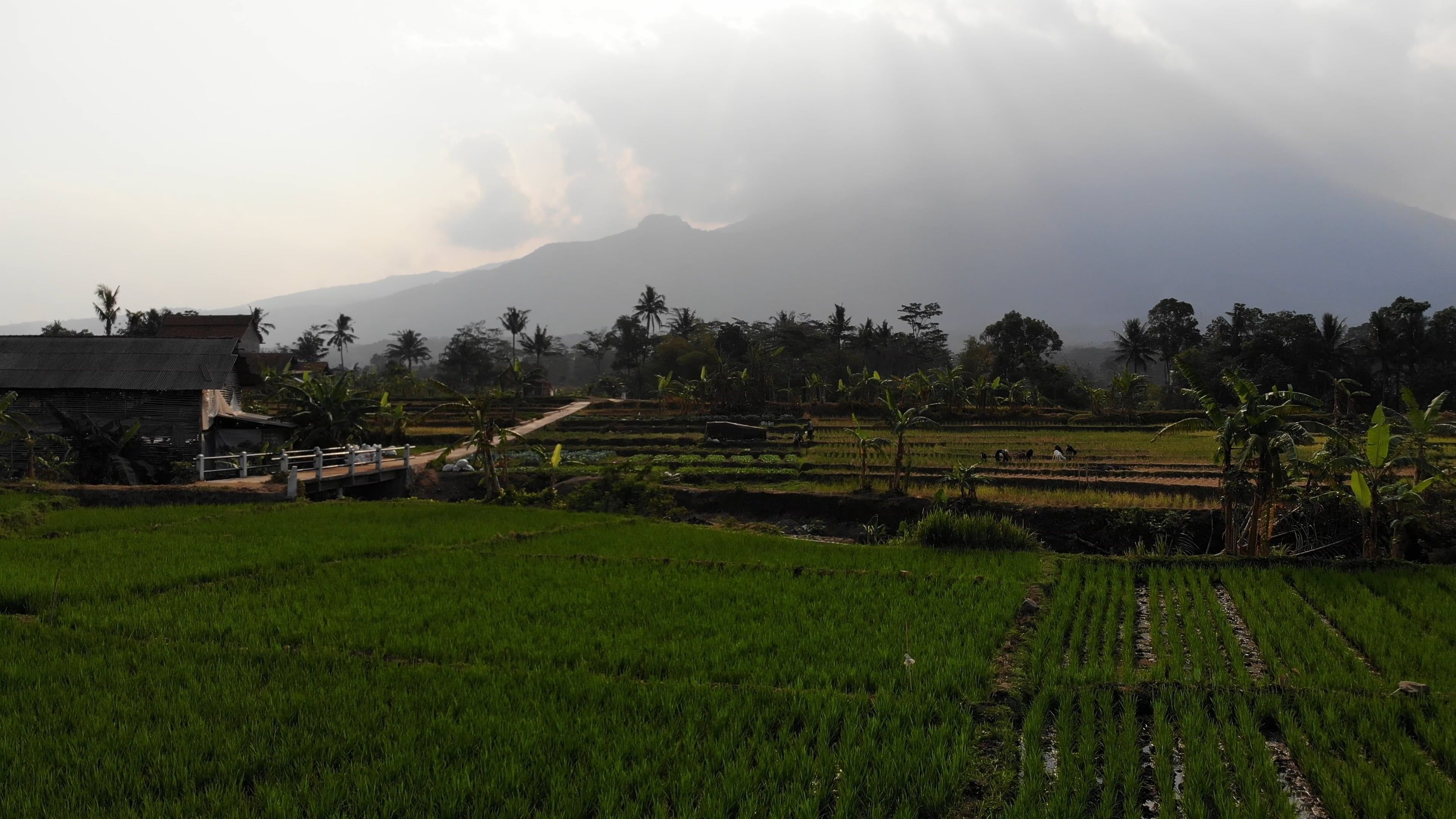 Indonesian Worker Videos, Download The BEST Free 4k Stock Video Footage ...