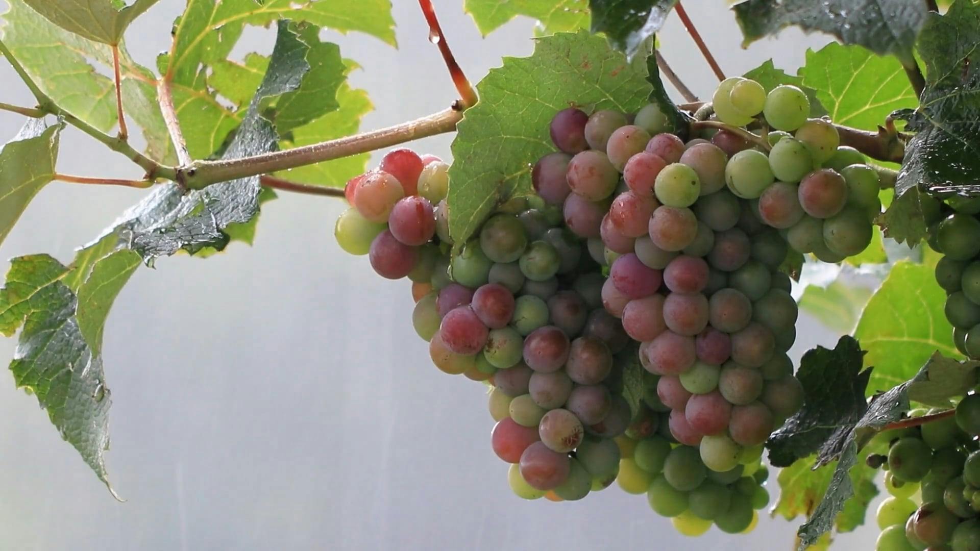 Bunches of grapes in the rain. Free Stock Video Footage, Royalty-Free ...