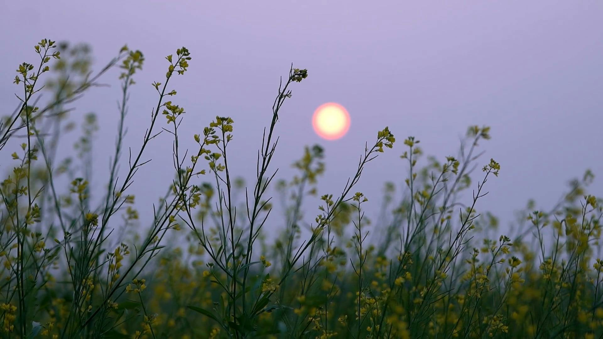 Vídeos de stock gratuitos sobre alba, amanecer, ambiente, armonía ...