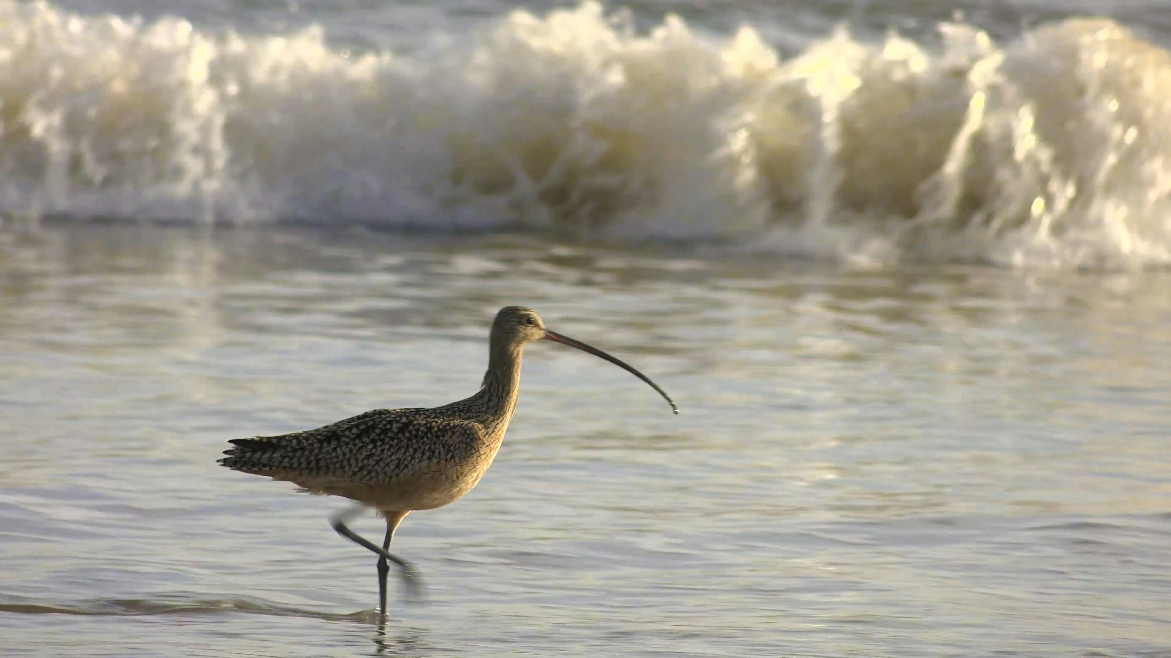 A Long Billed Curlew Walking on the Beach Free Stock Video Footage ...