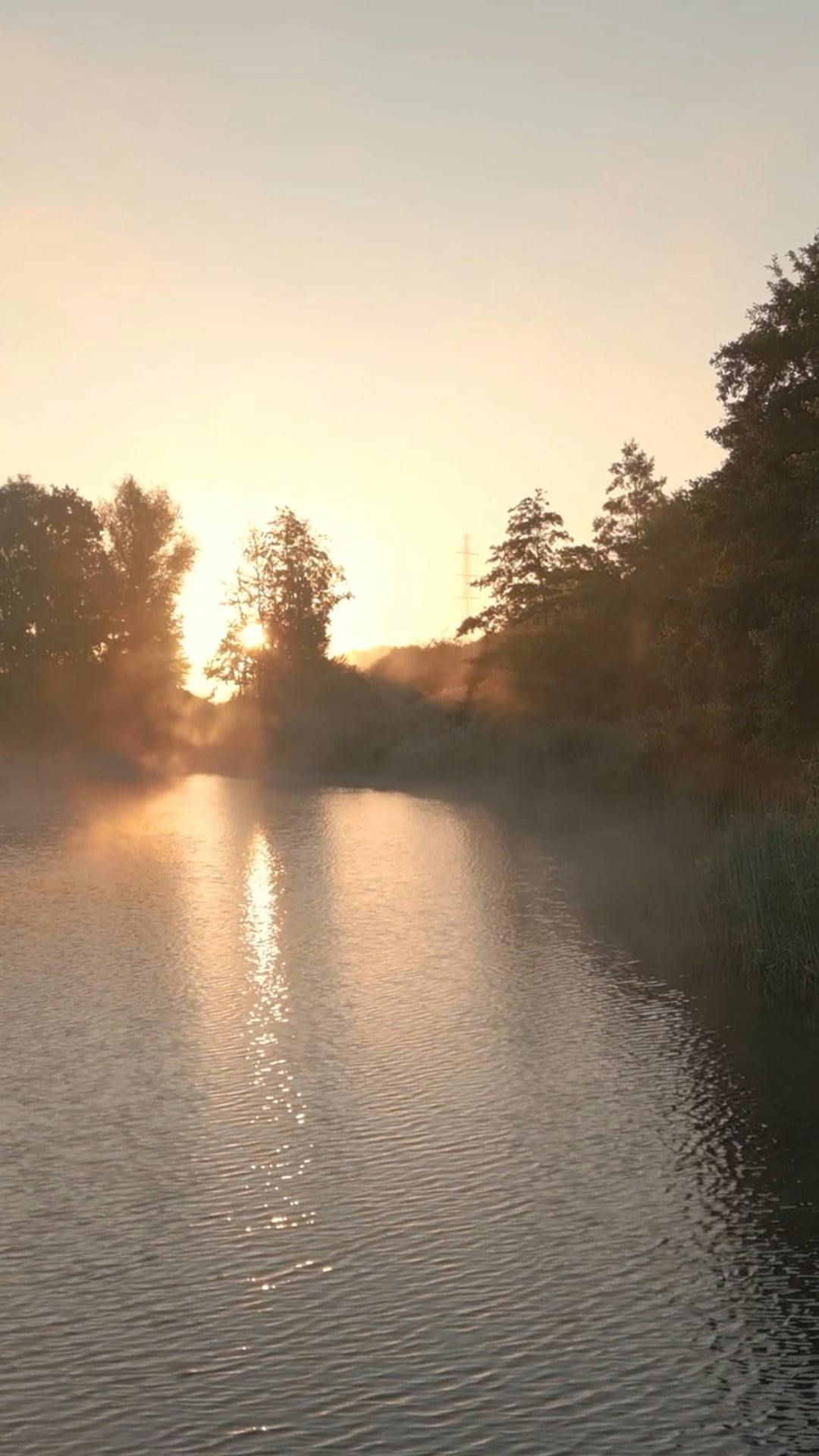 Forest Trees Videos, Download The BEST Free 4k Stock Video Footage ...