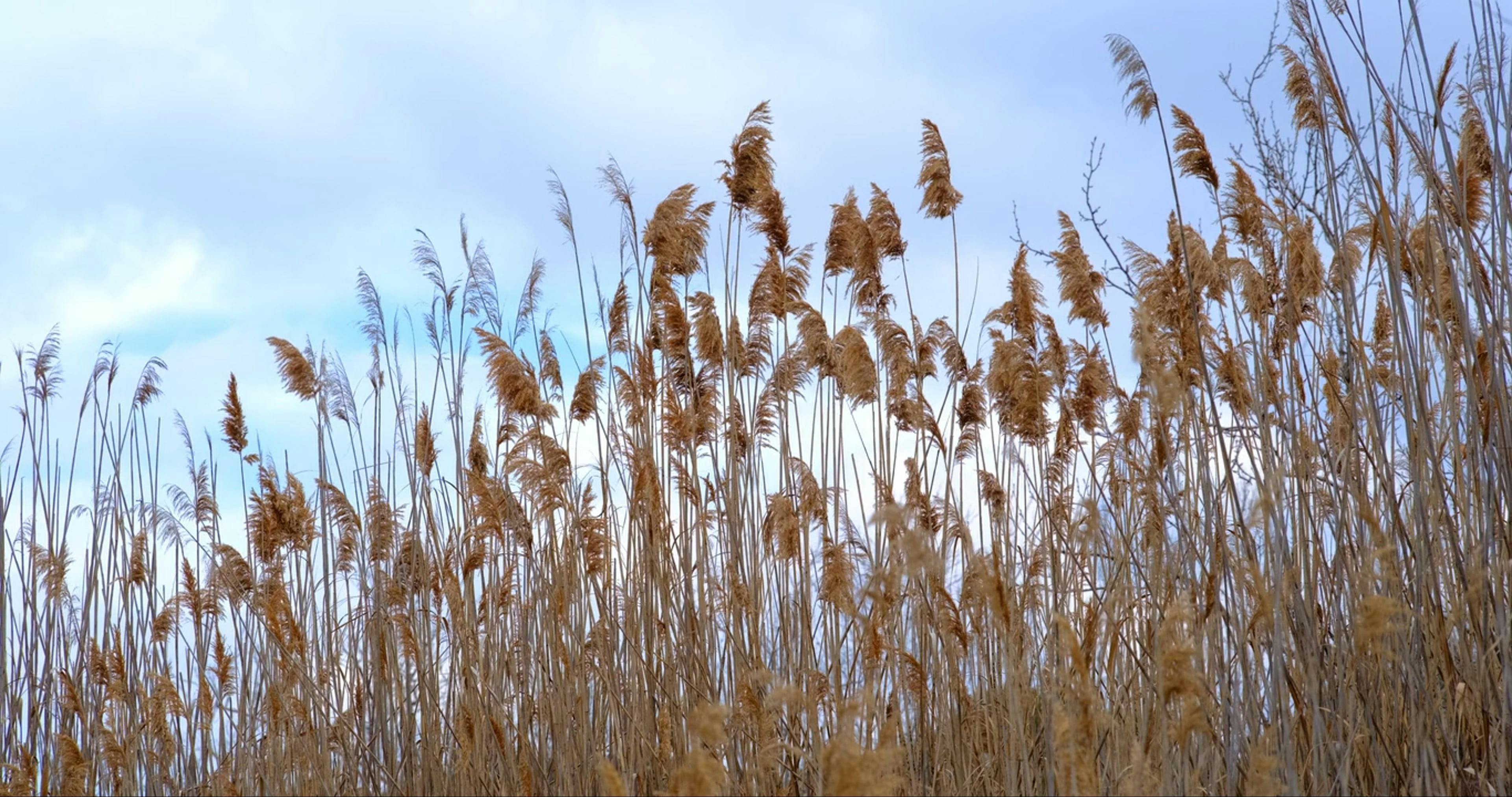 Low Angle View of Reeds Swaying in the Wind Free Stock Video Footage ...