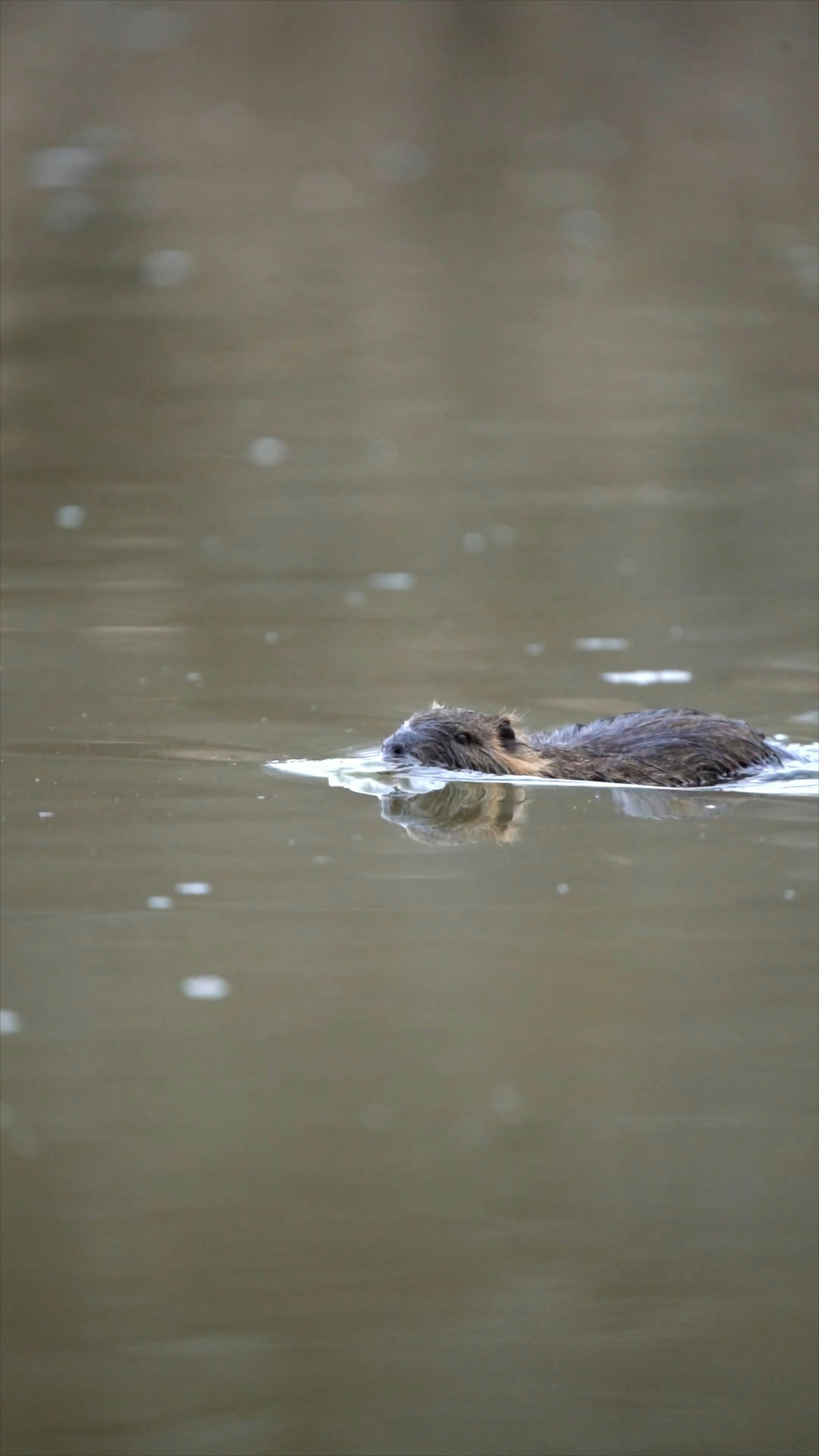 A Beaver Swimming in a Body of Water Free Stock Video Footage, Royalty ...