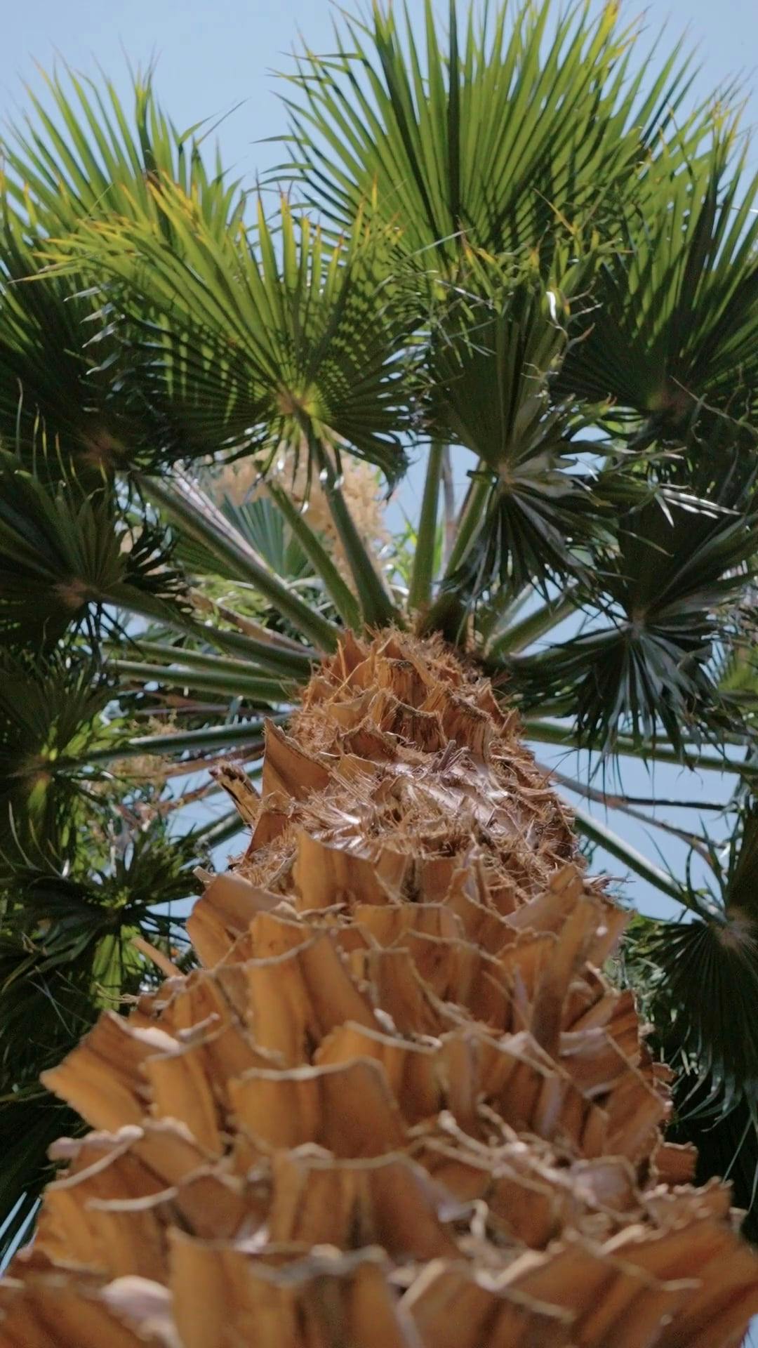 Spring Tree Videos, Download The BEST Free 4k Stock Video Footage ...