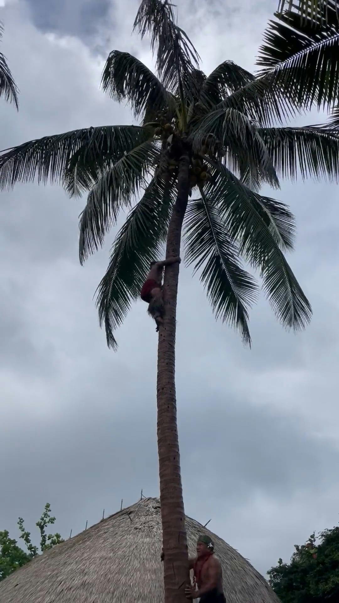 Climbing Coconut Tree Videos, Download The BEST Free 4k Stock Video ...