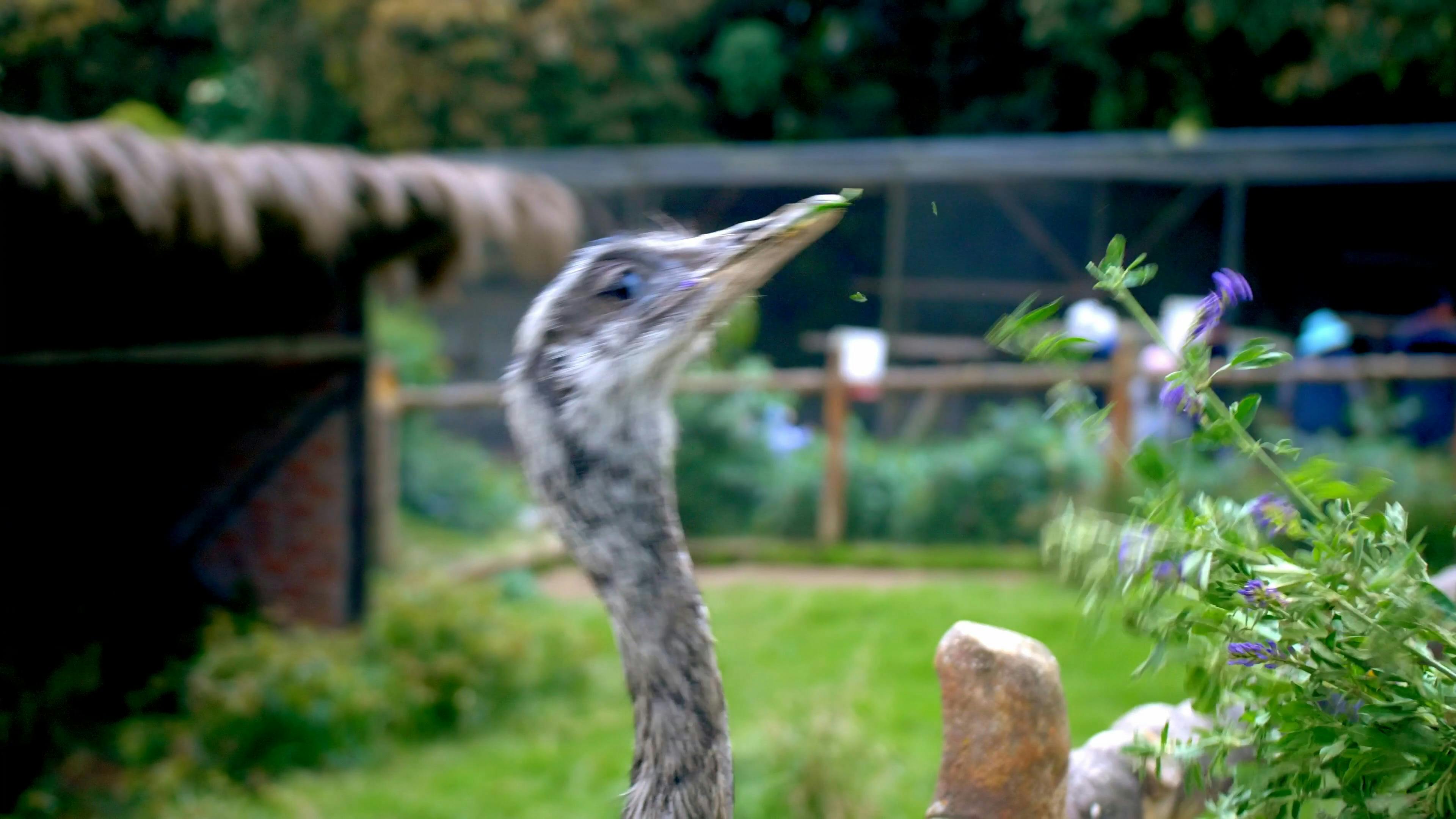Ostrich being fed in farm Free Stock Video Footage, Royalty-Free 4K ...