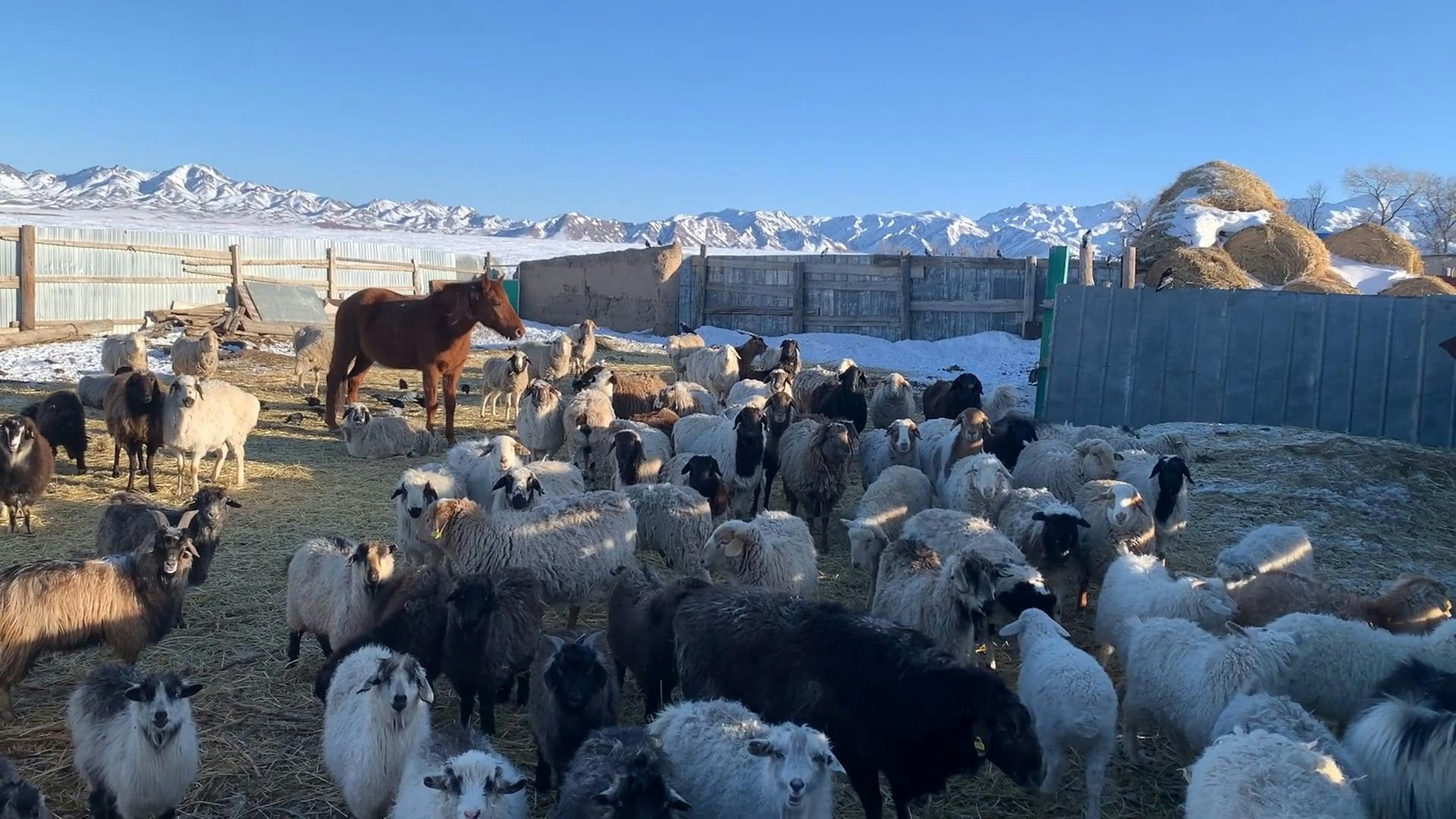 A herd of sheep and goats in a pen Free Stock Video Footage, Royalty-Free 4K & HD Video Clip