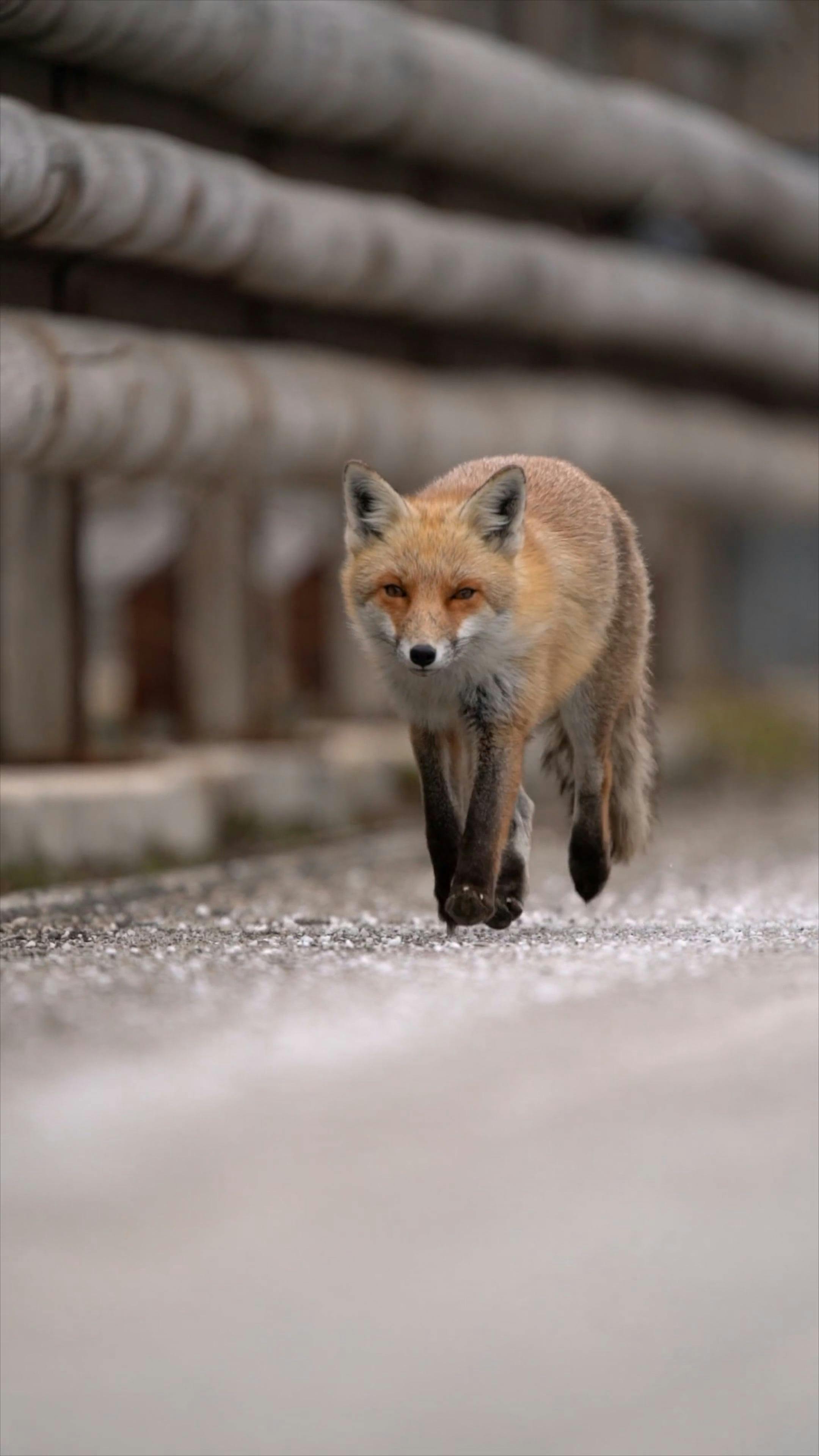 Reagan Fox Videos, Download The BEST Free 4k Stock Video Footage ...