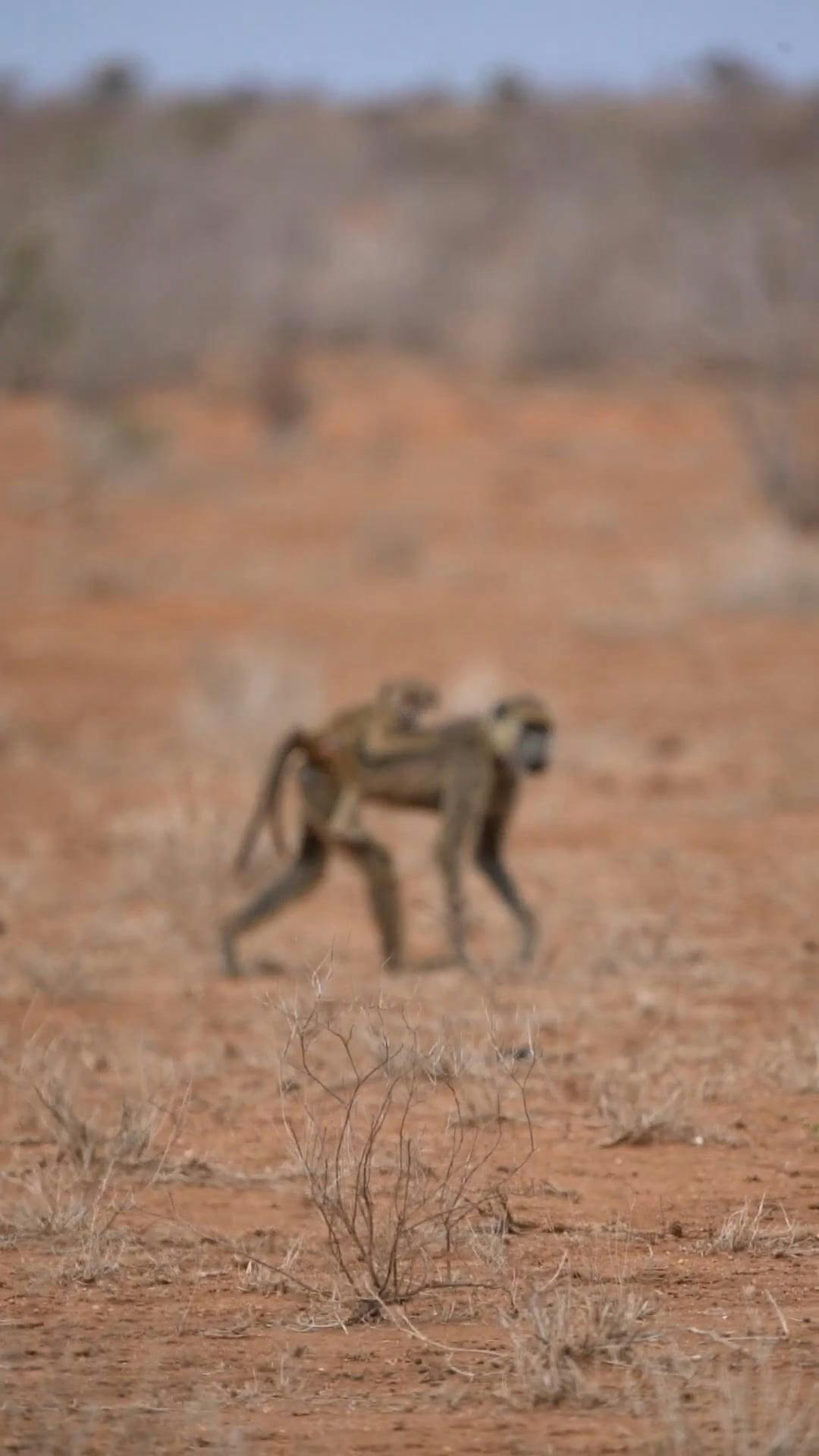 Baboon Live Videos, Download The BEST Free 4k Stock Video Footage ...