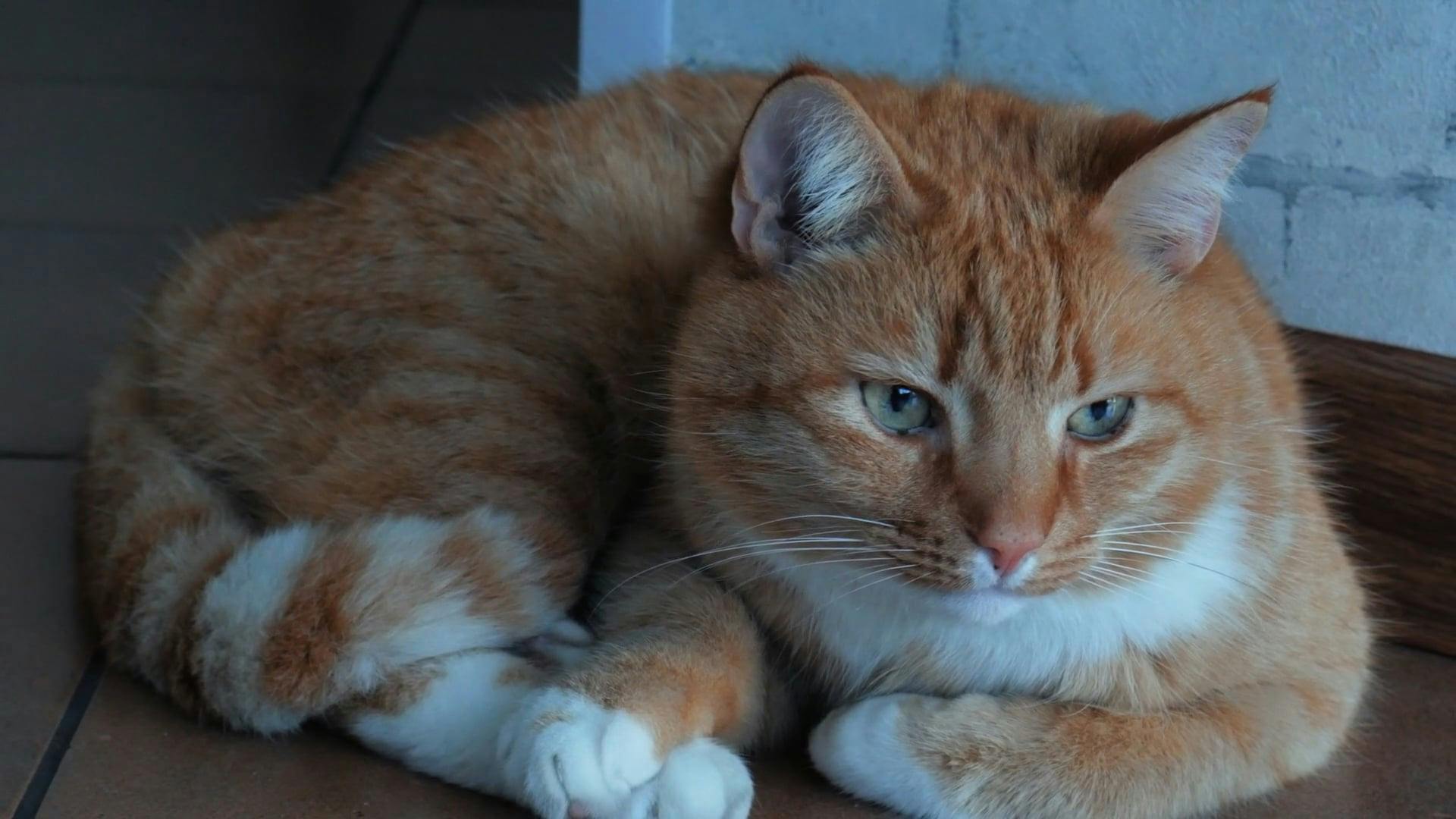 An Orange Tabby Cat Sitting in front of a Christmas Tree Free Stock ...